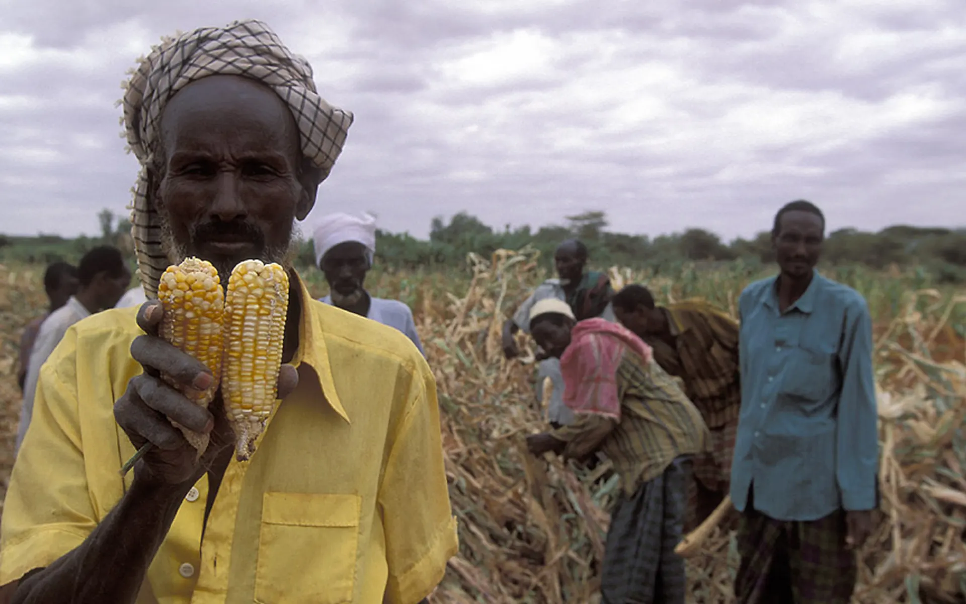 GMO food - Fast Company