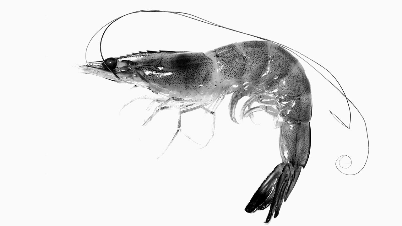 Deformed Gulf Seafood Is Part Of The Deepwater Horizon Legacy - Fast ...