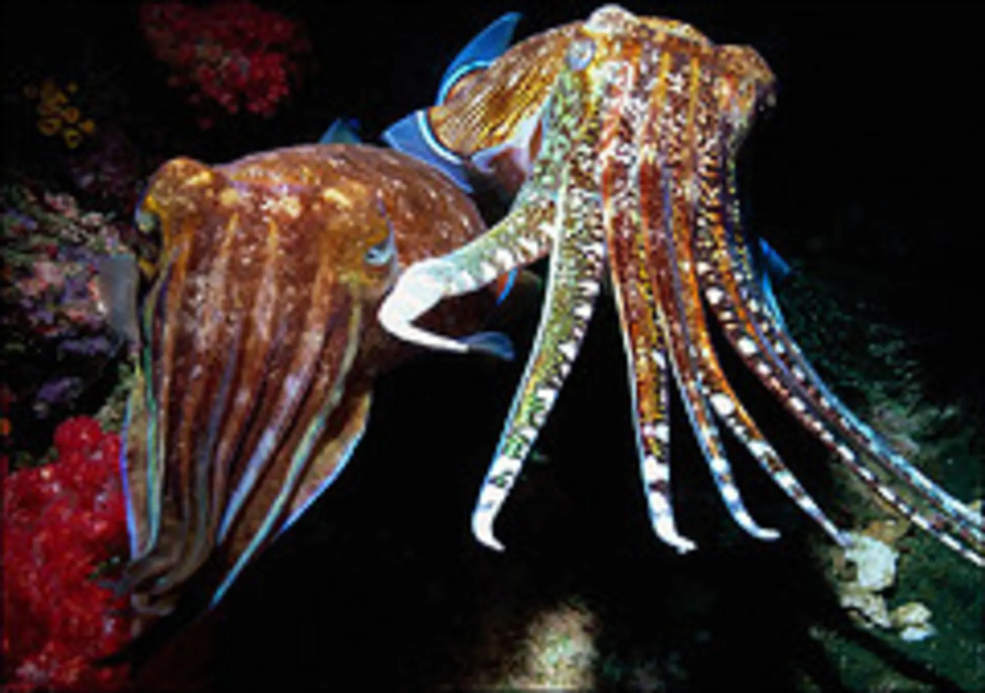 Biomimicry: Color-Changing Cuttlefish Inspire Green TV Screens - Fast ...