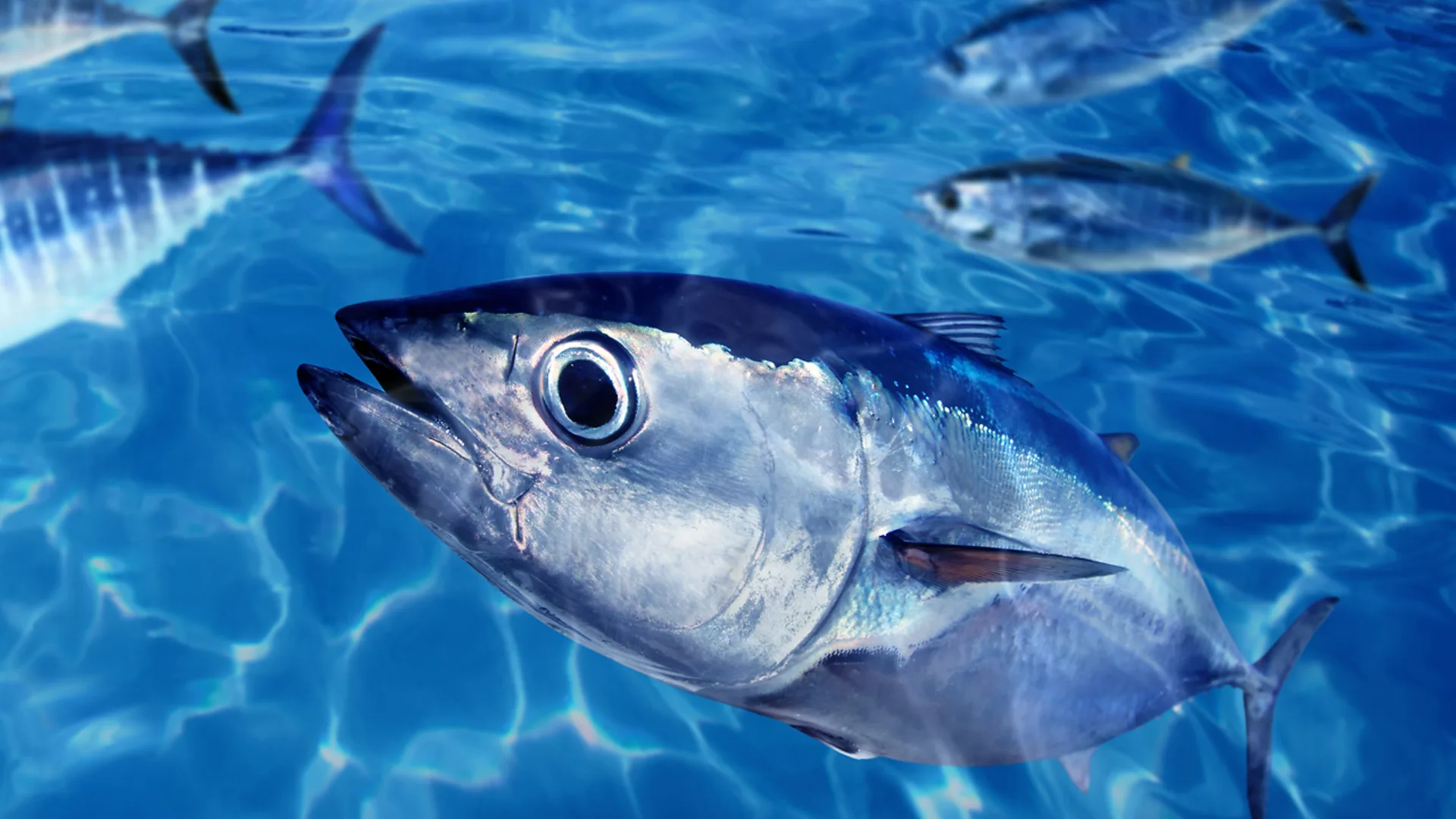 Robo Tuna Swims The Seas To Keep You Safe - Fast Company