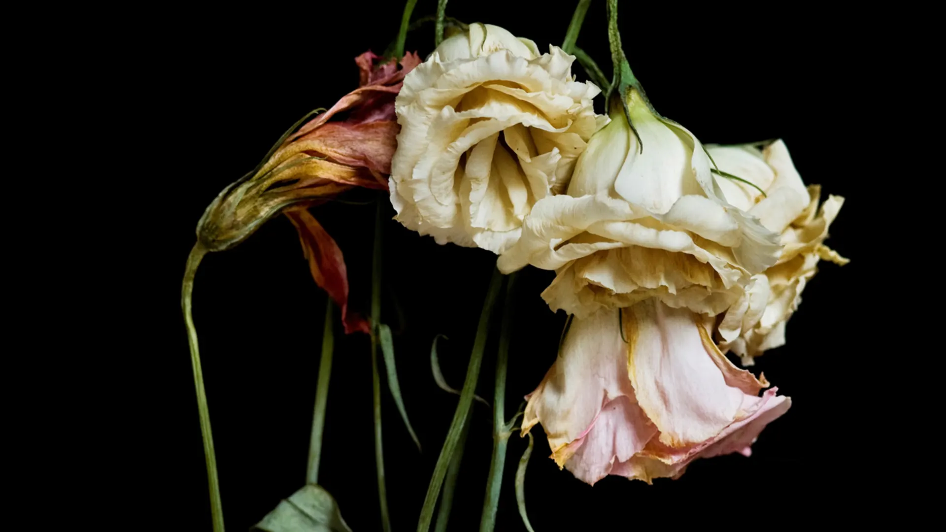 Visualizing The Death Tolls Of The World's Most Horrific Disasters ...