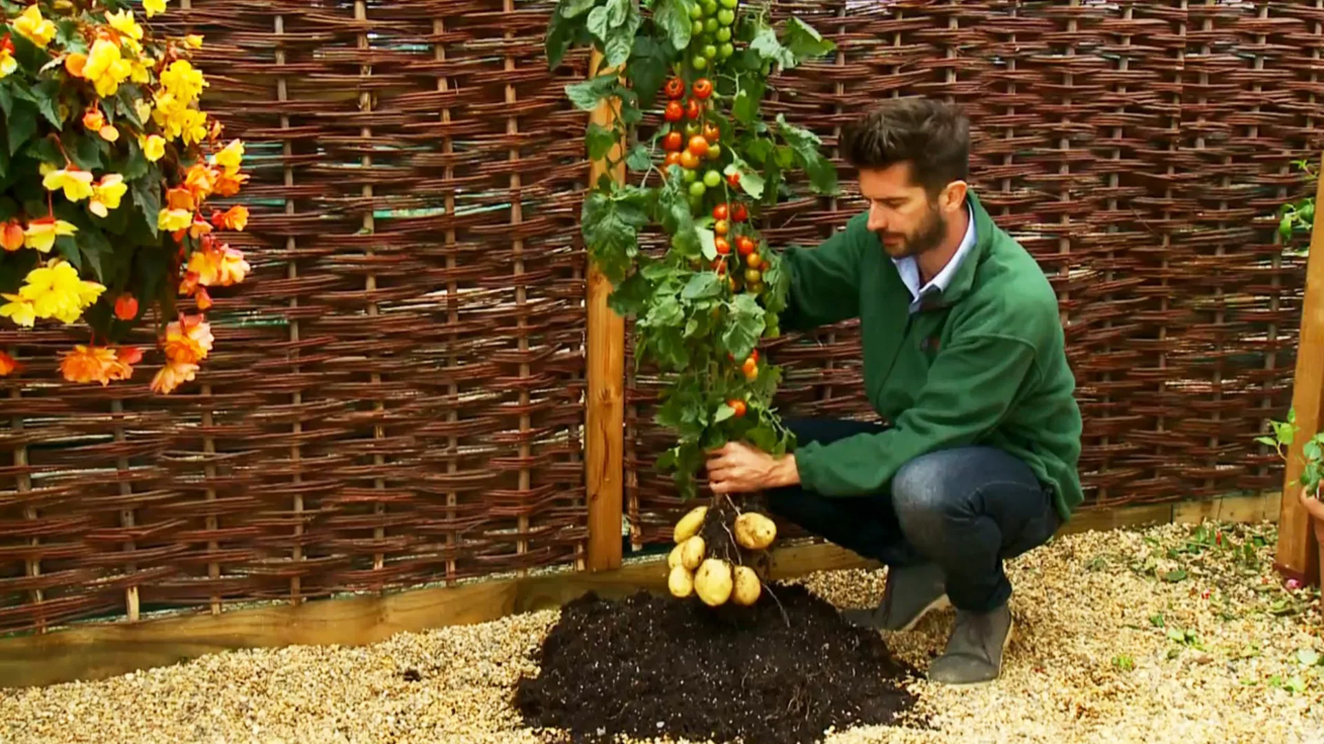 Meet The TomTato, The World's First Combination Tomato-Potato Plant ...