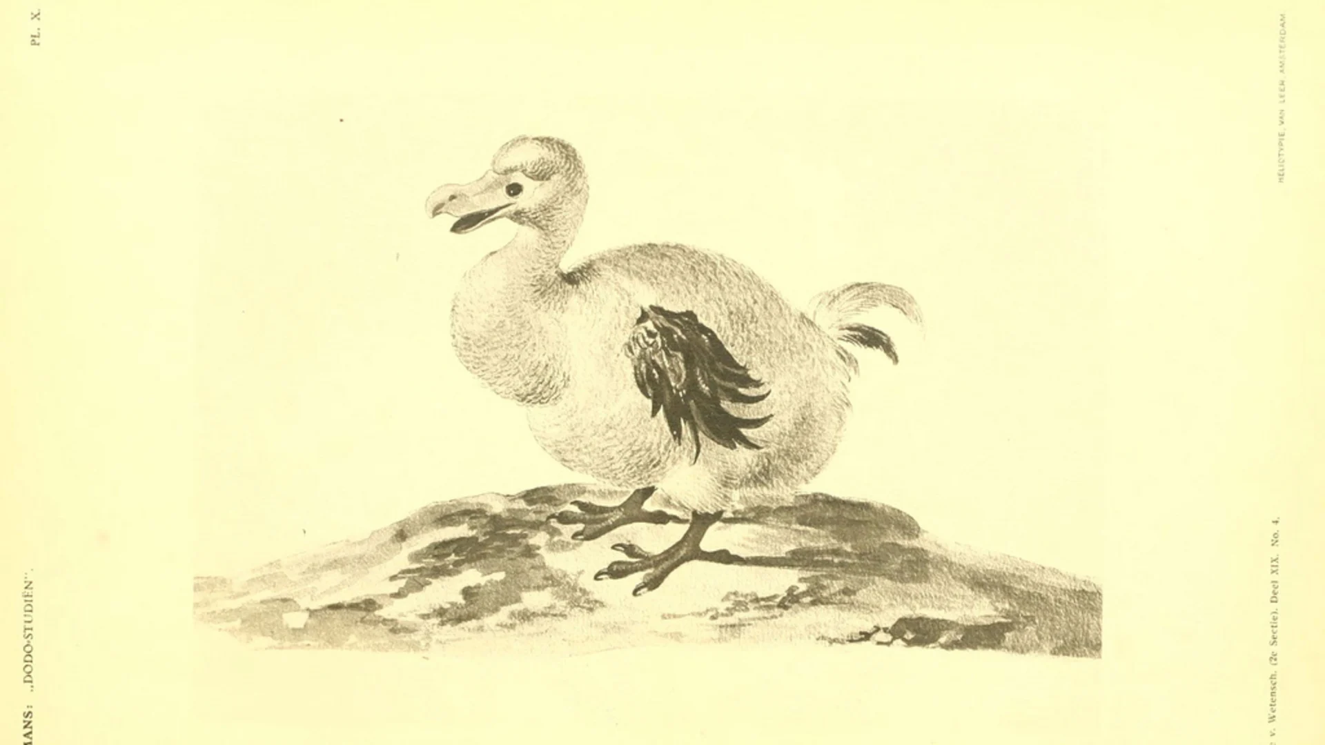 How The Dodo Hit 1 Million Views In One Month-Without Hiring A Single ...