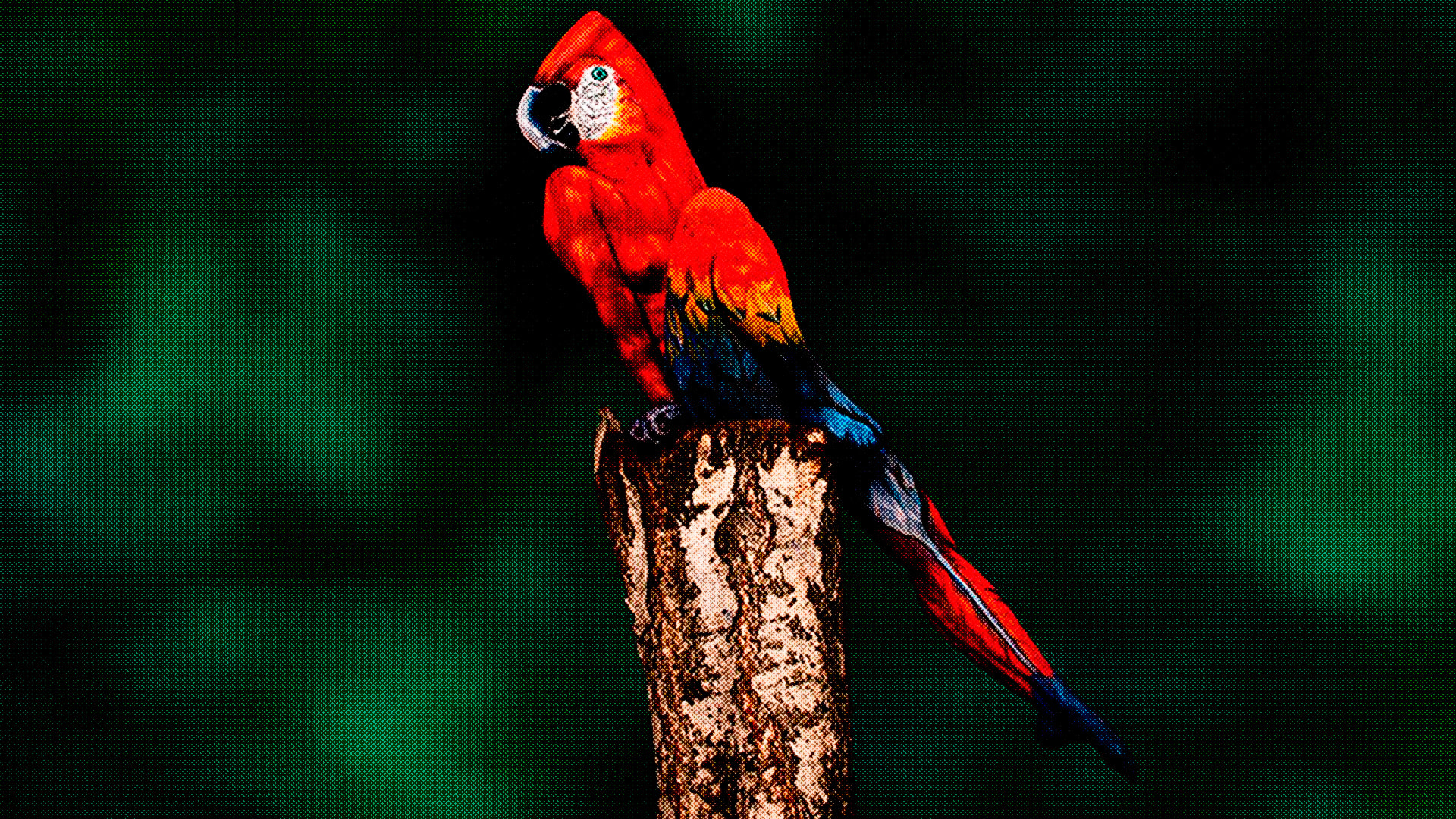 How This Artist Convincingly Turned a Man Into A Parrot - Fast Company