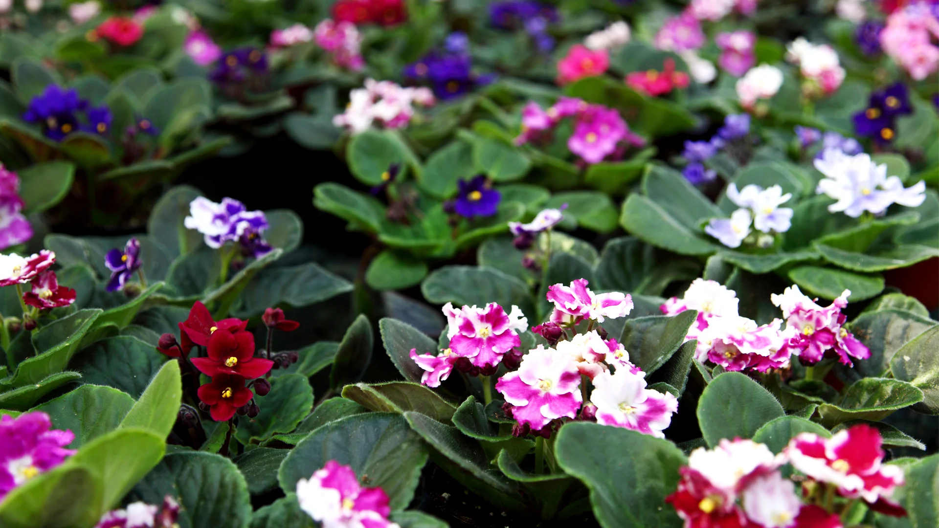 7 Famous Leaders Who Prove Introverts Can Be Wildly Successful - Fast ...