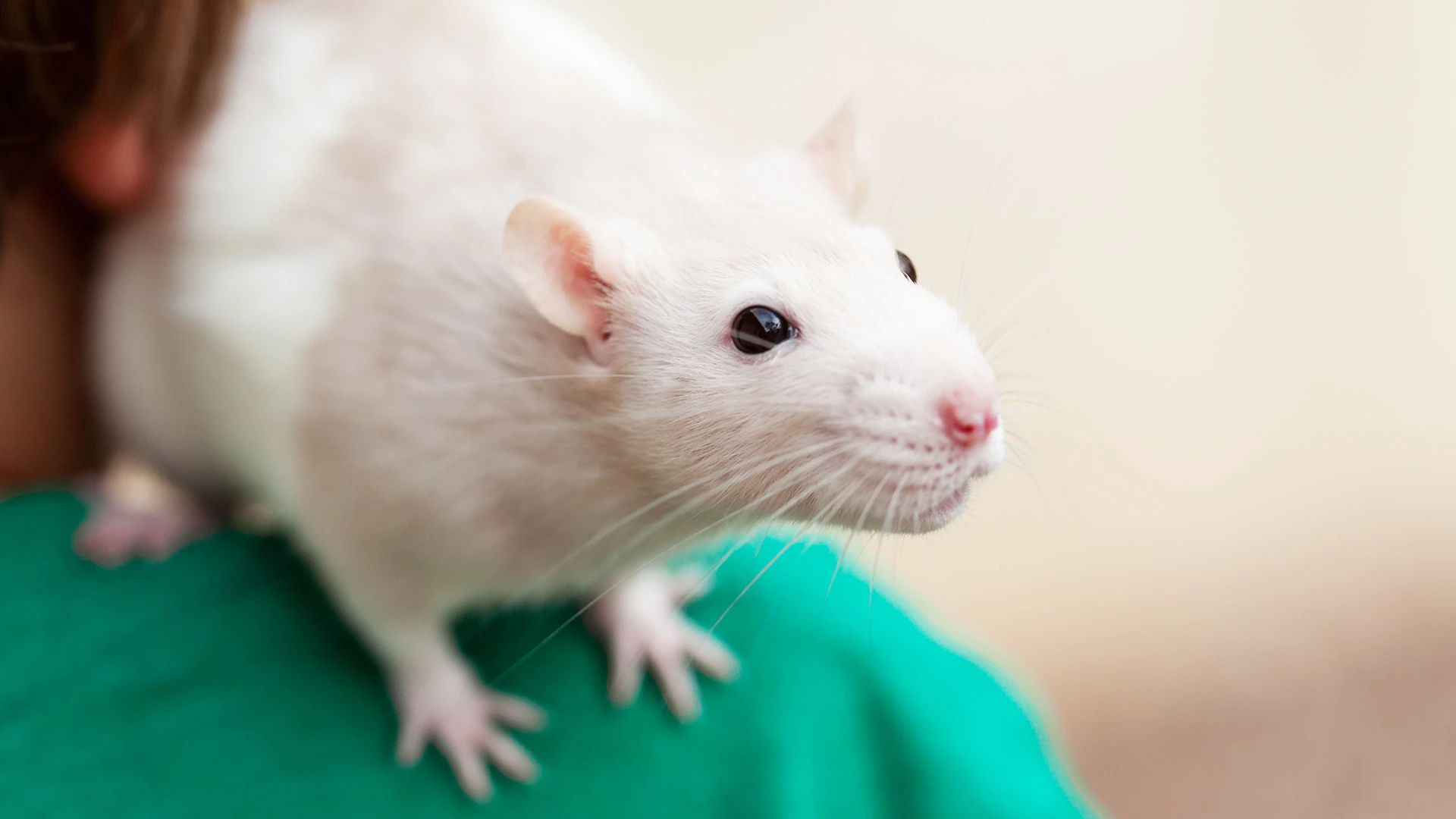 The Controversy Over Whether Monsanto's GM Corn Gives Rats Cancer ...