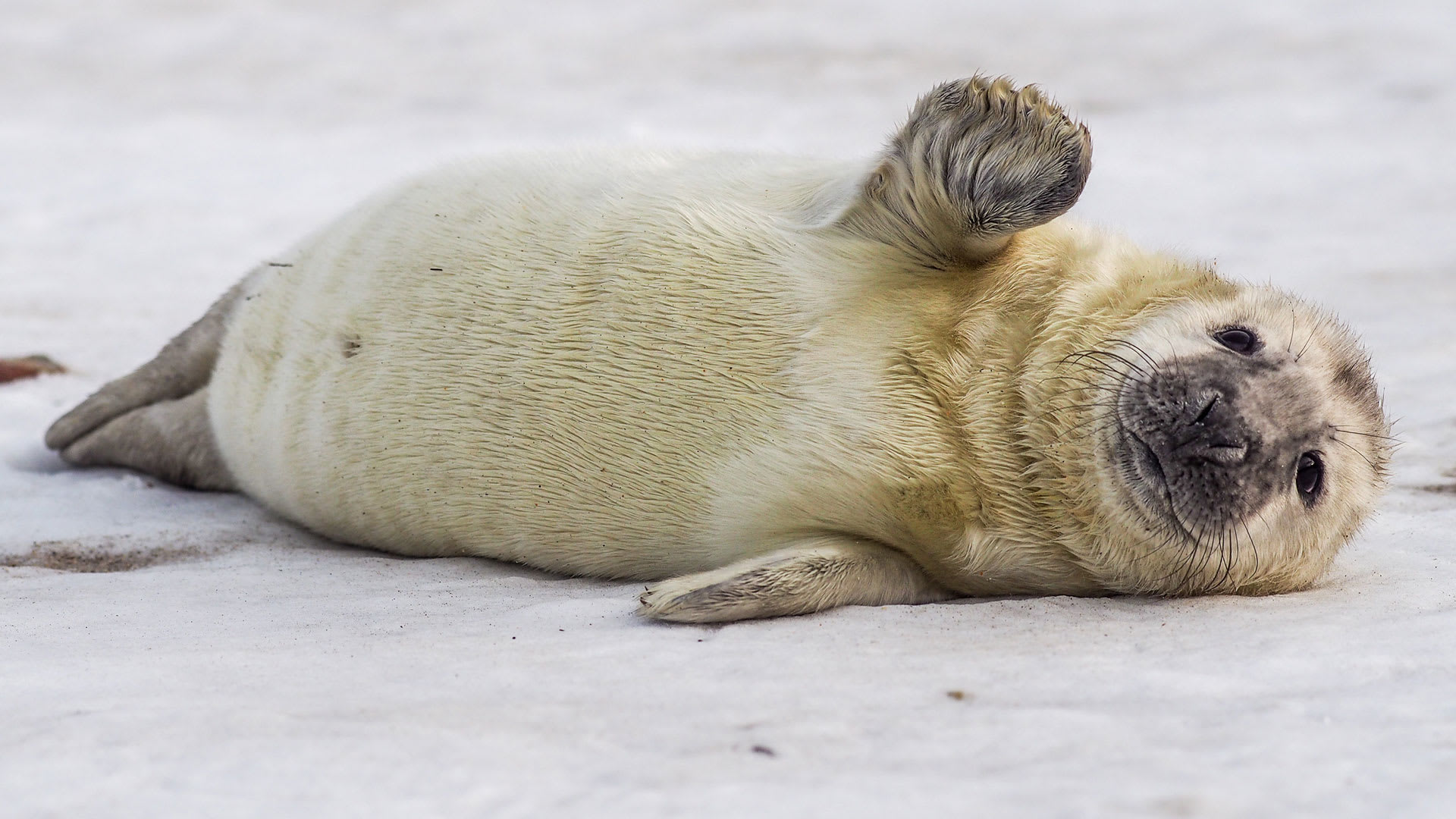 Seals Are Shrinking Because Of Climate Change - Fast Company