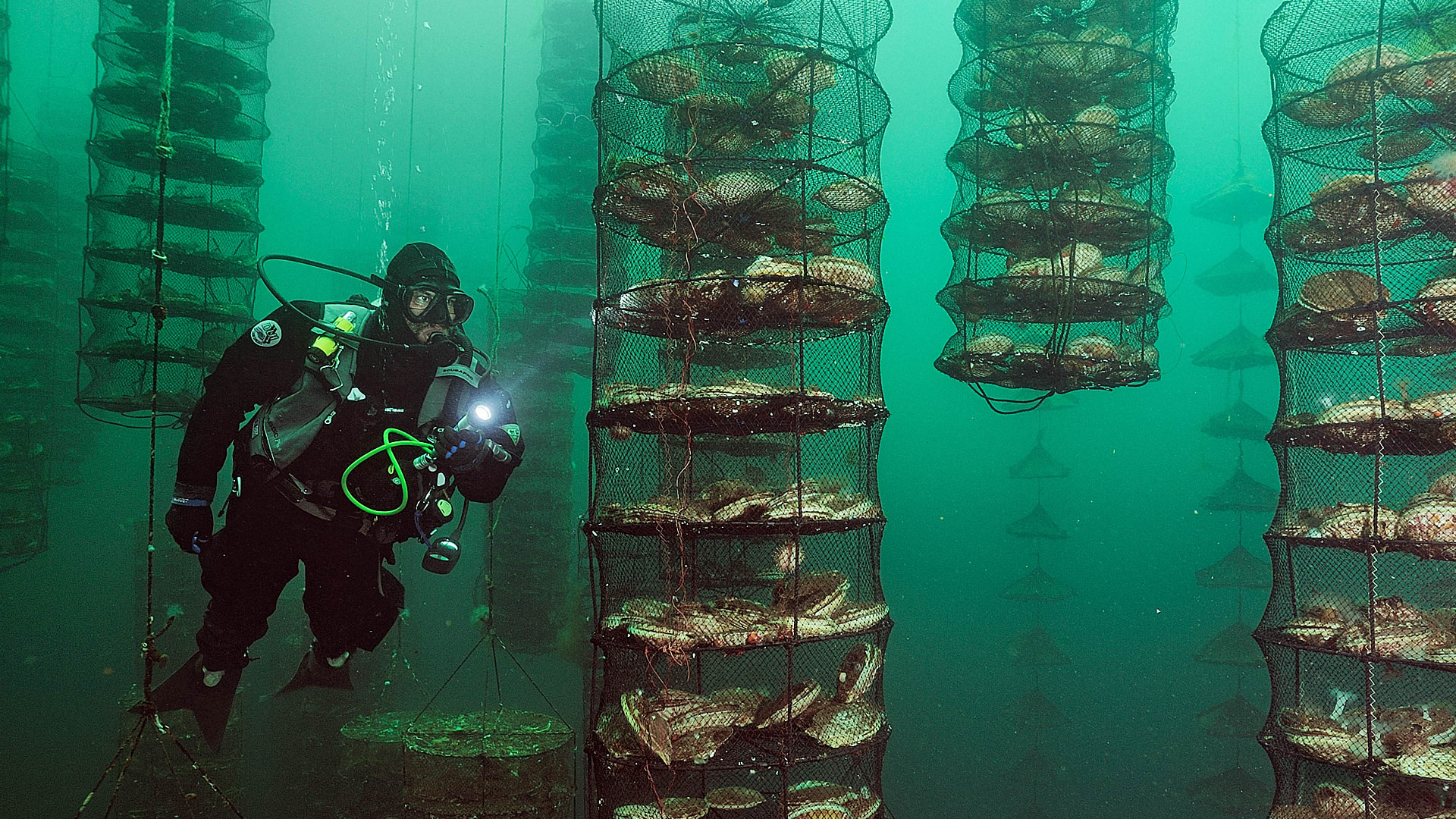 Investing In A More Sustainable Future That Includes A Lot Of Farmed ...