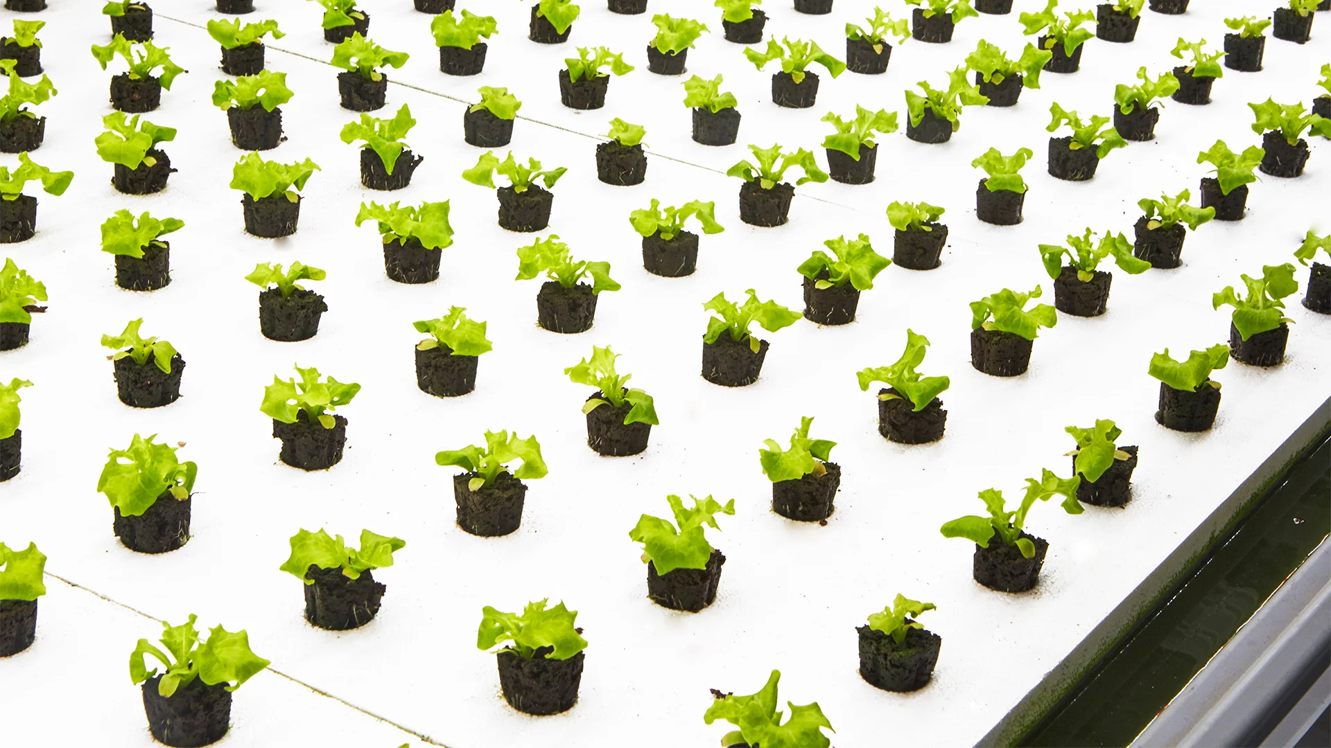 Inside The Vertical Farm Growing What It Calls "The World's First Post ...