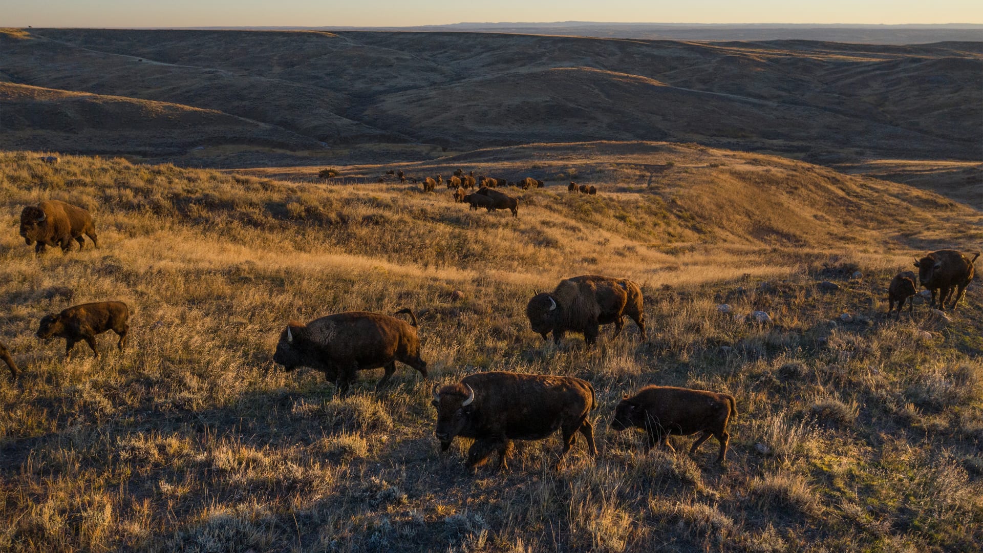 How to create new, larger protected areas for wildlife - Fast Company