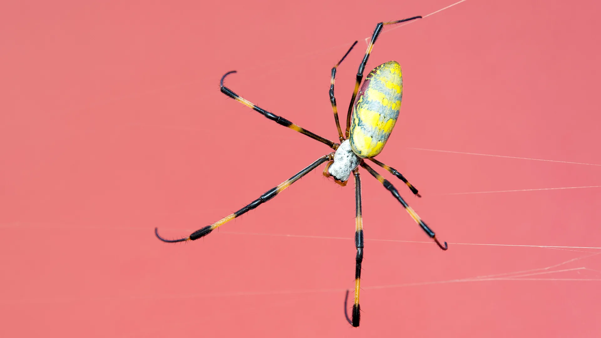 Giant venomous spiders: Why are there so many invasive species? - Fast ...