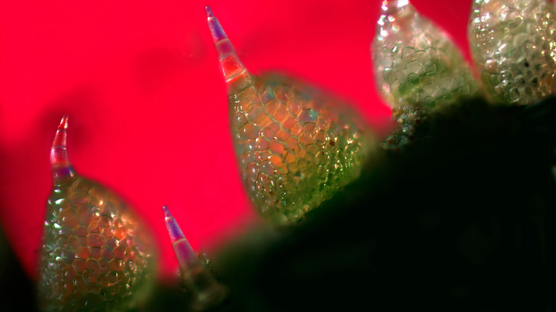 8 Great Science Visualizations Showing The Universe At Tiny Scales ...