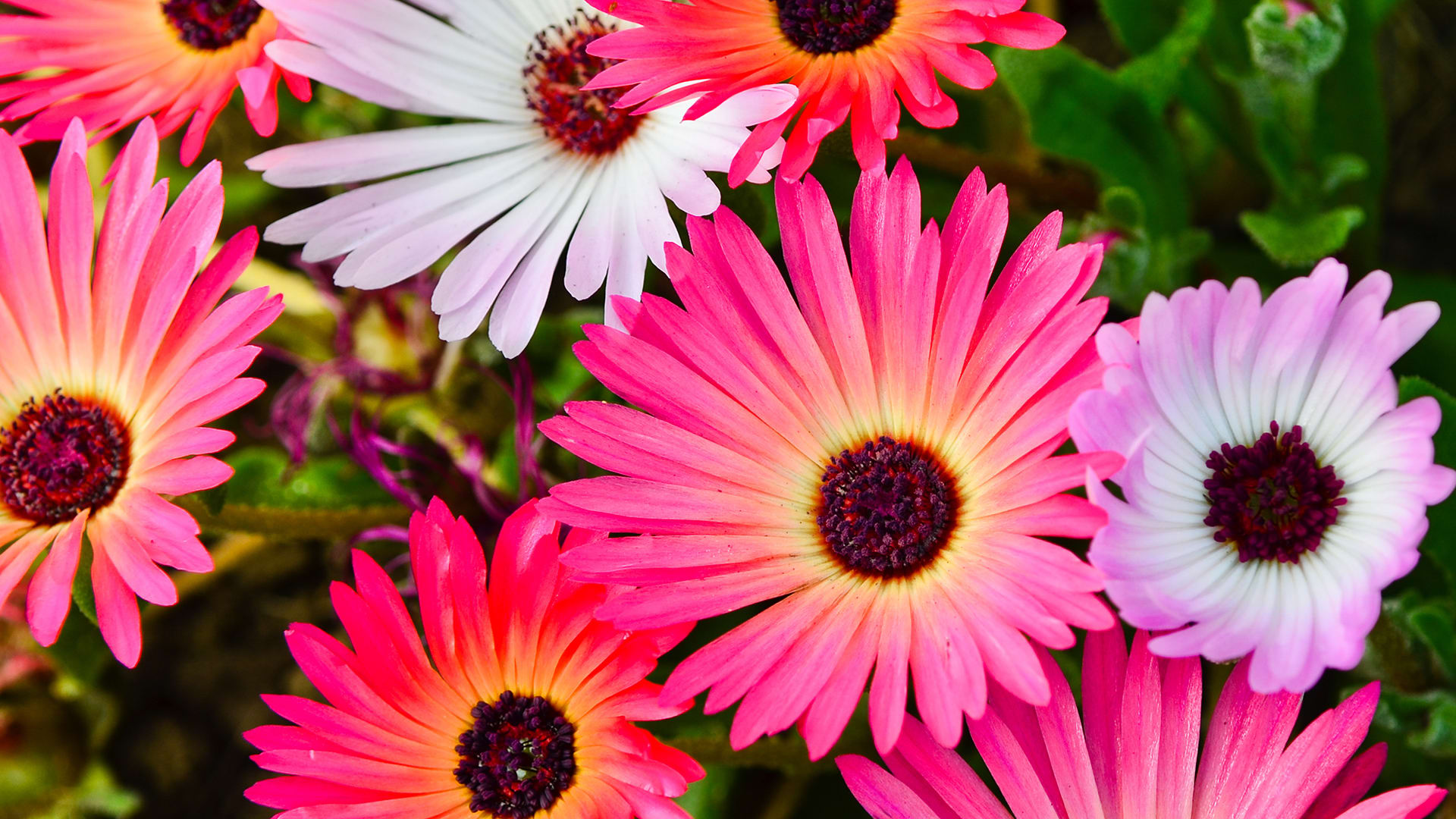 Donatella Versace - Fast Company