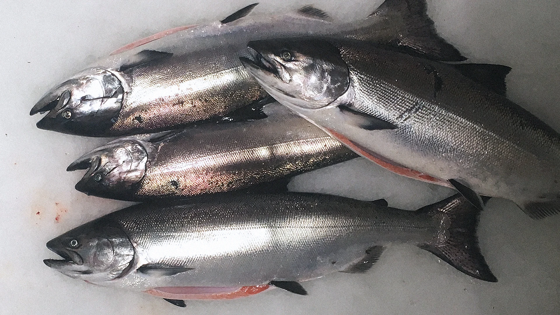 fishing - Fast Company