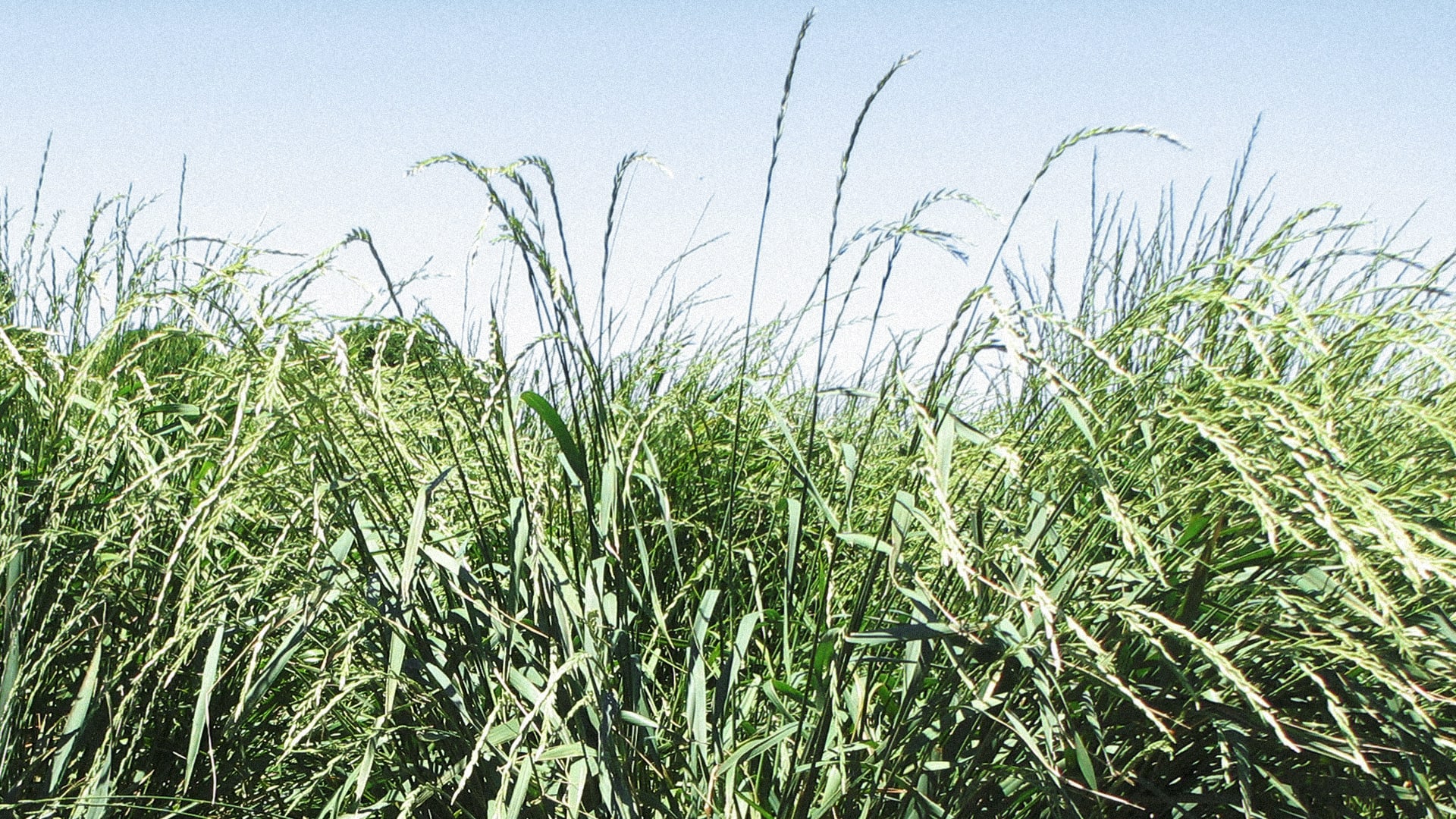 Next To A Georgia Highway, This Plant Is Helping Fight Climate Change ...