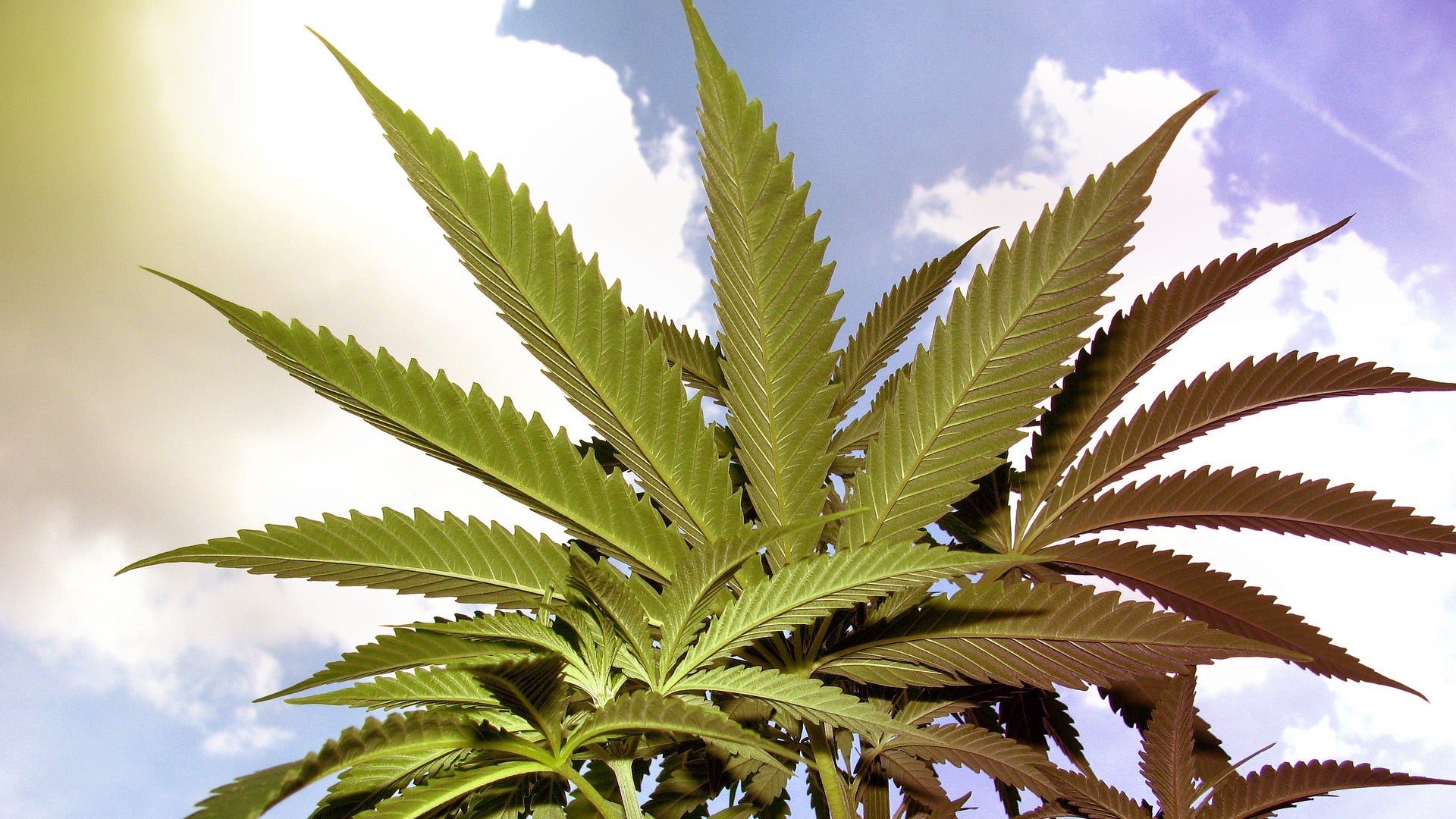 You May No Longer Smoke Weed In This Sonic Drive-Thru - Fast Company
