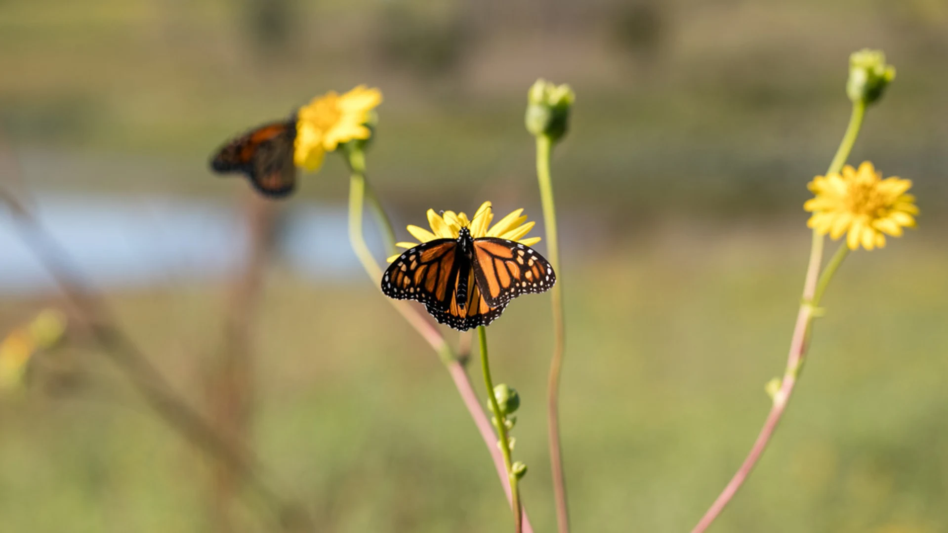 Big agriculture helped destroy monarch butterfly habitats-now it's ...