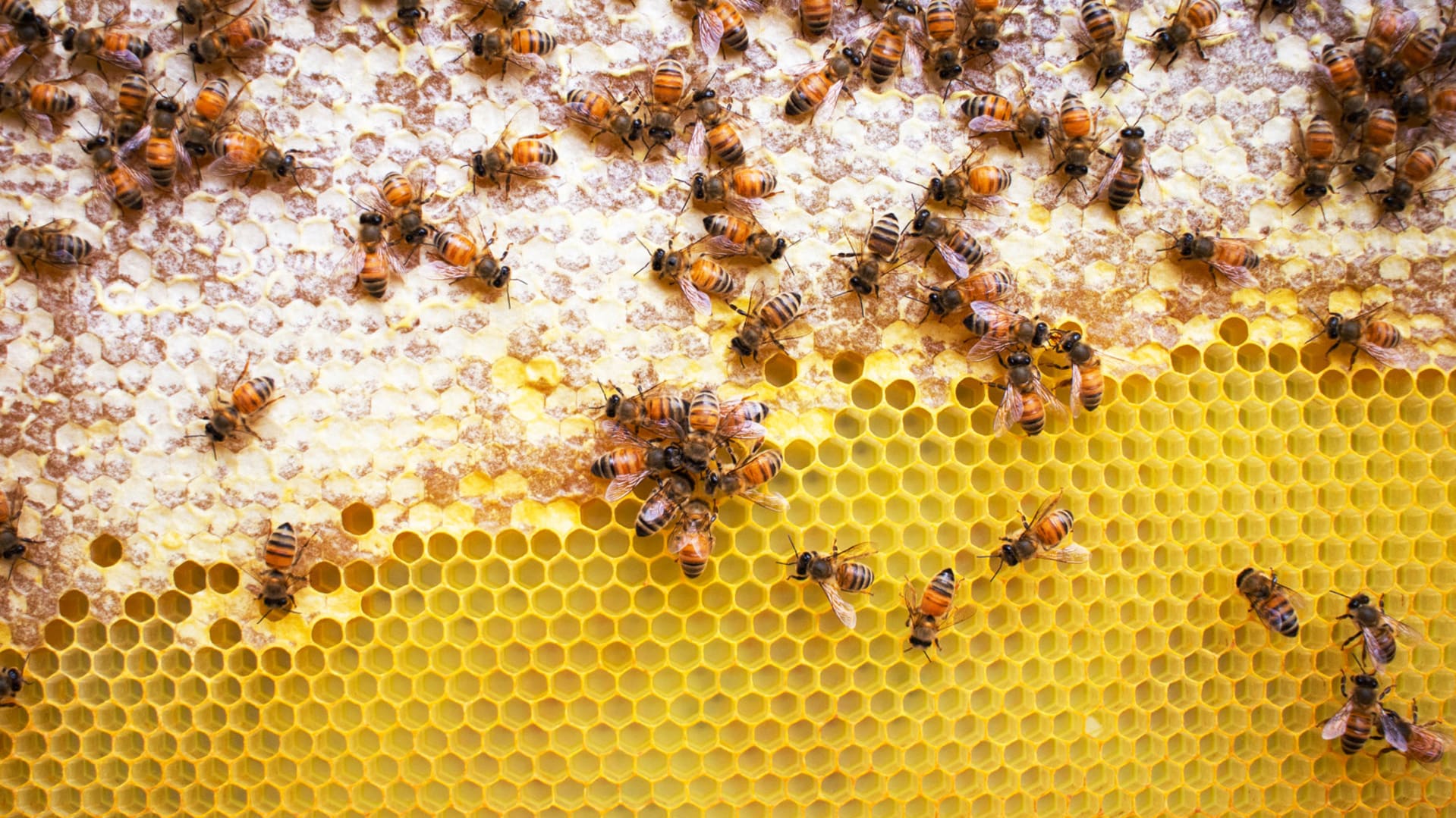 Airbnbee? This company lets you host a beehive in your backyard - Fast ...