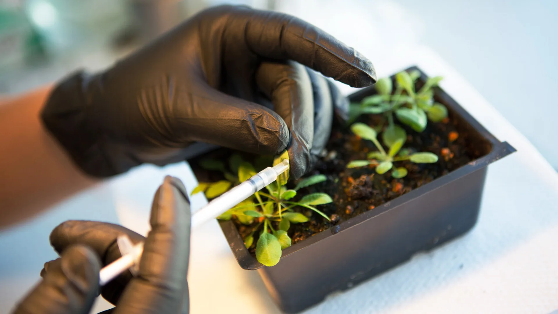 Scientists have turned spinach into biological sensors that email ...