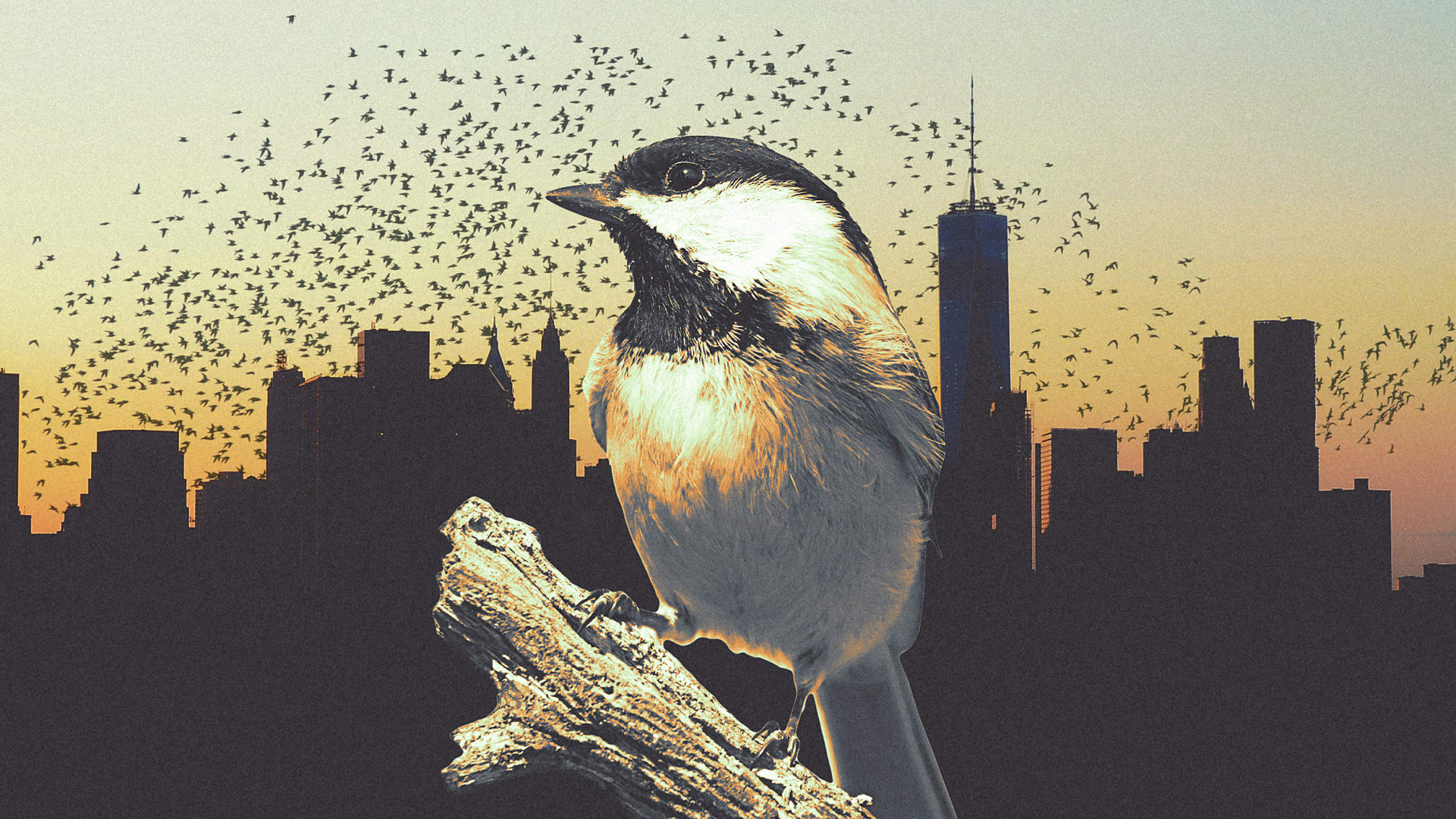 Why cities should be designed for birds - Fast Company