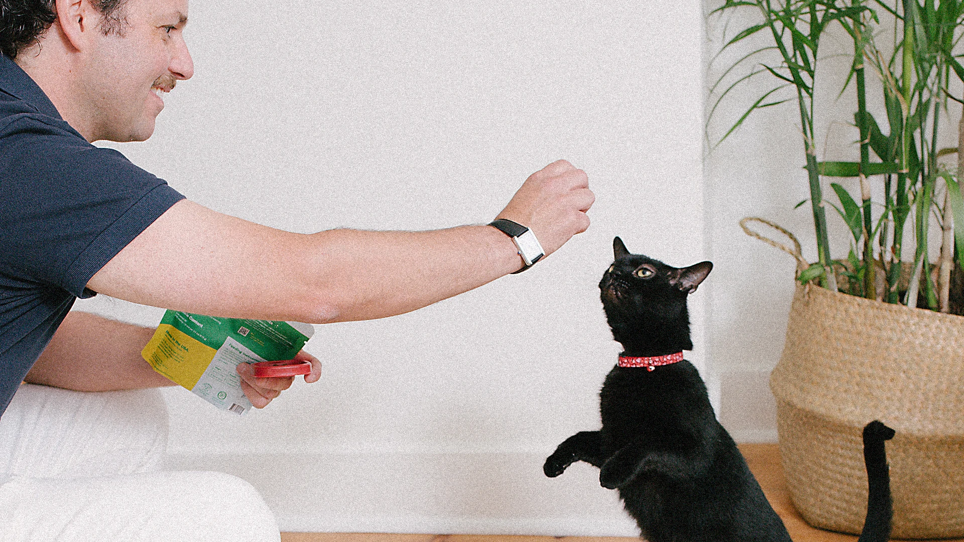 There are now lab-grown mouse-meat cookies for cats - Fast Company