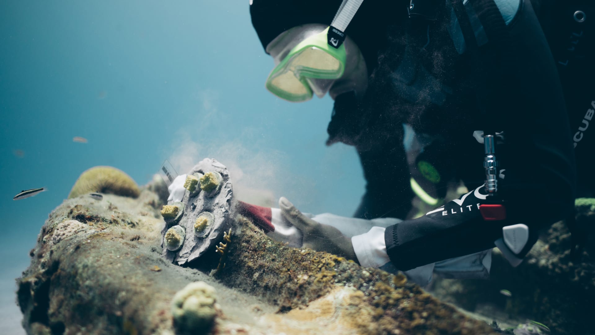 Coral Reefs Archives - Fast Company