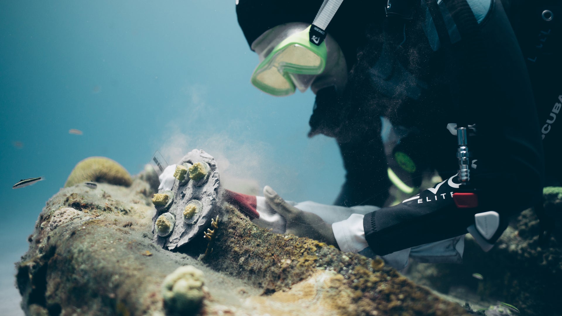 How coral farms are helping restore reefs after destructive bleaching ...