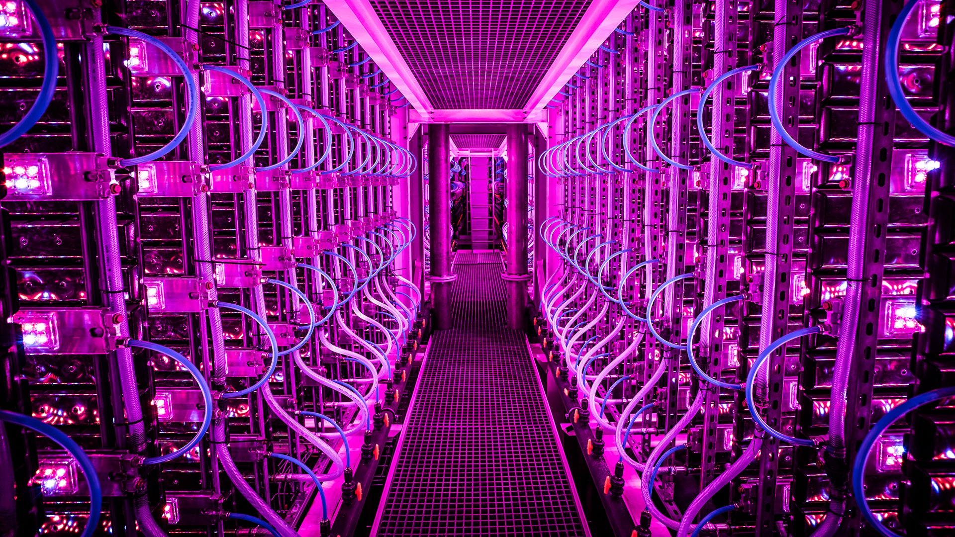 Inside this vertical farm, carbon-neutral algae grows under glowing ...
