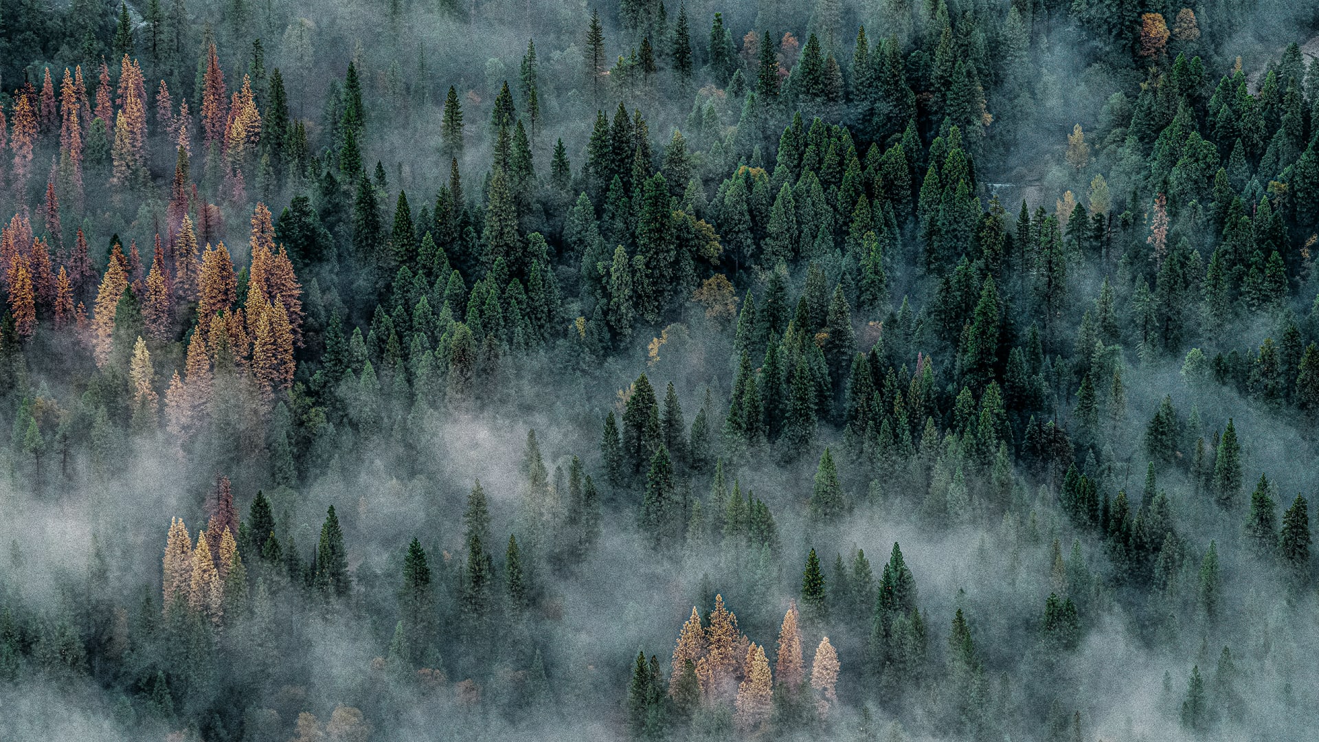 Forest carbon offsets used by Shell, Salesforce, and others are said to ...