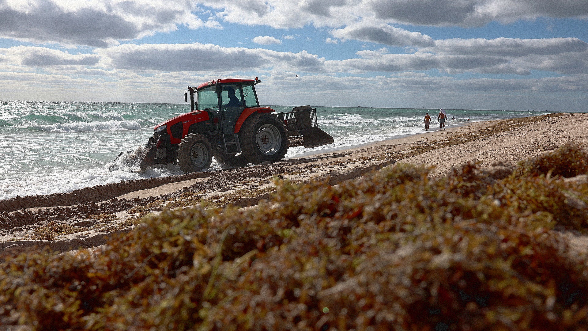 A massive sargassum bloom is headed for Florida
