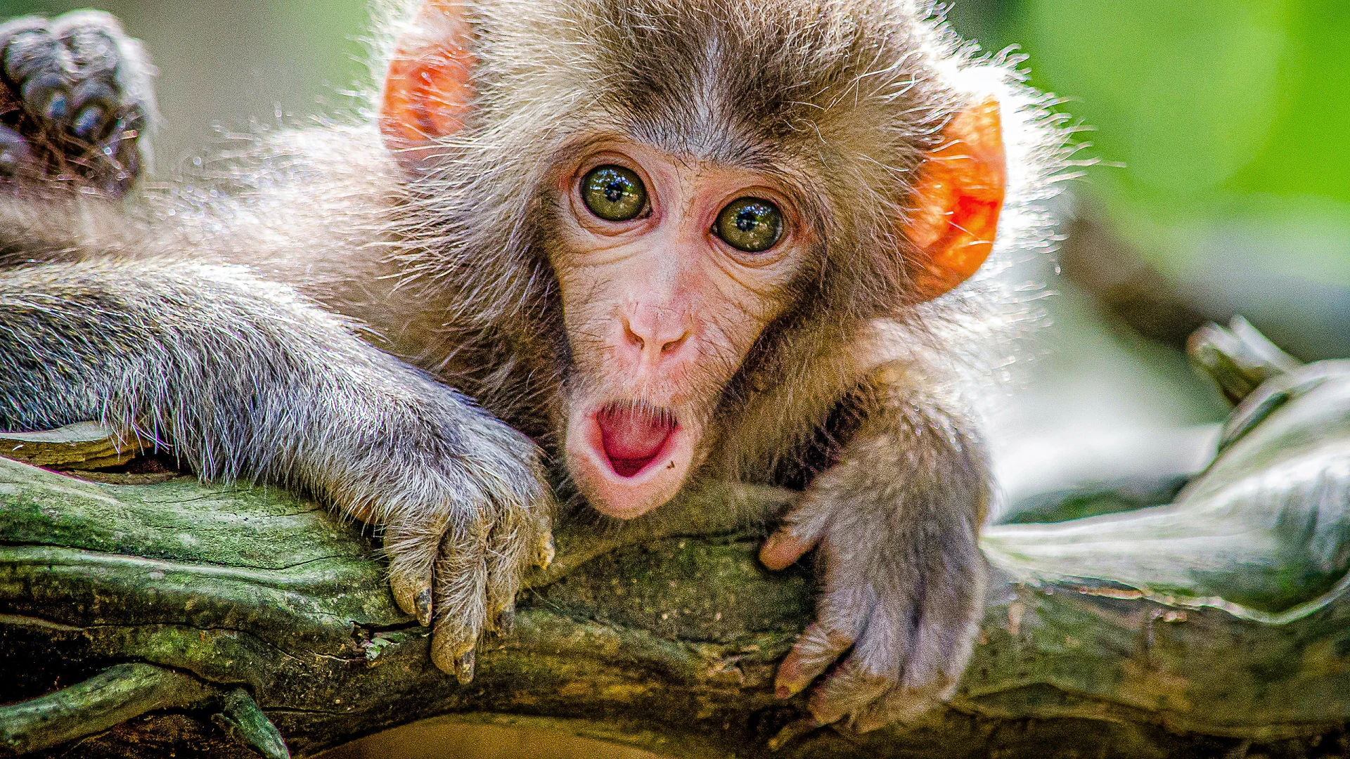 Neuroscience of magic tricks: Monkey brains get fooled, too. Here's why