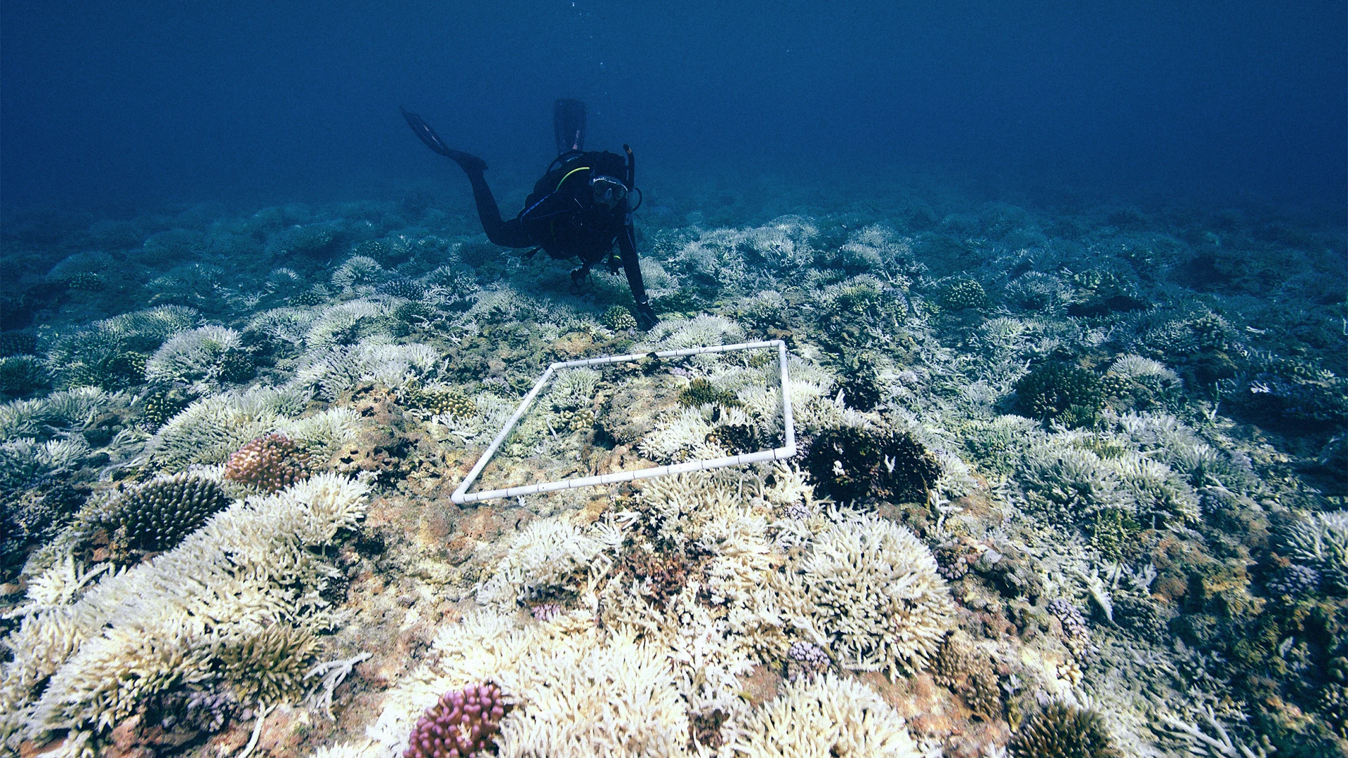 How the ocean heat wave of 2023 is hurting coral reefs