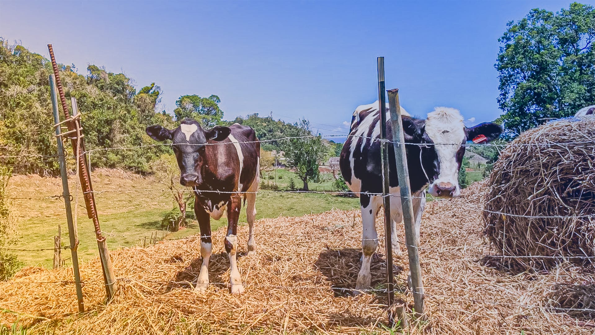 Farmers are breeding heat-resistant cows
