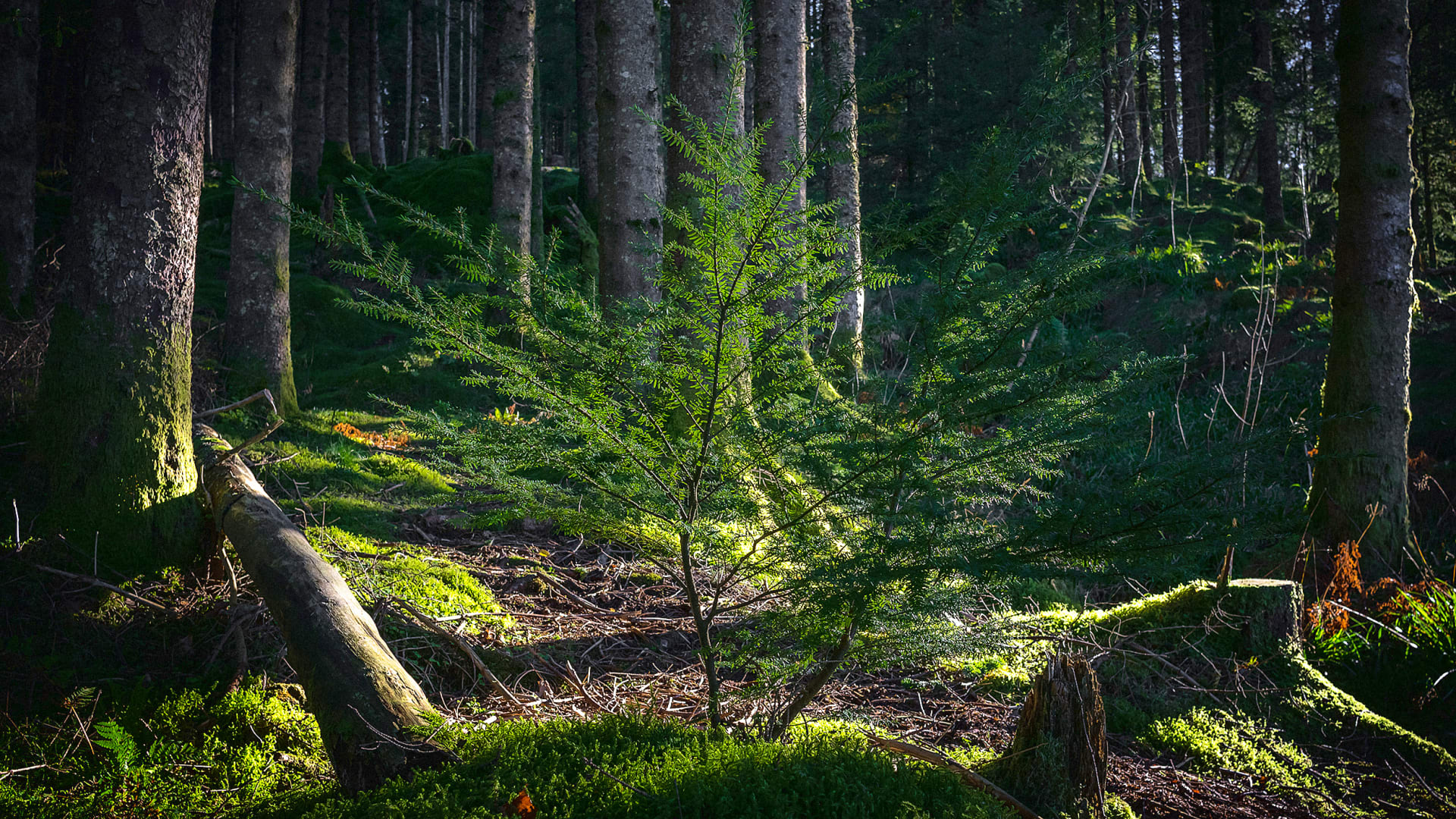 Reddit's ex-CEO Yishan Wong: Bill Gates is wrong about trees