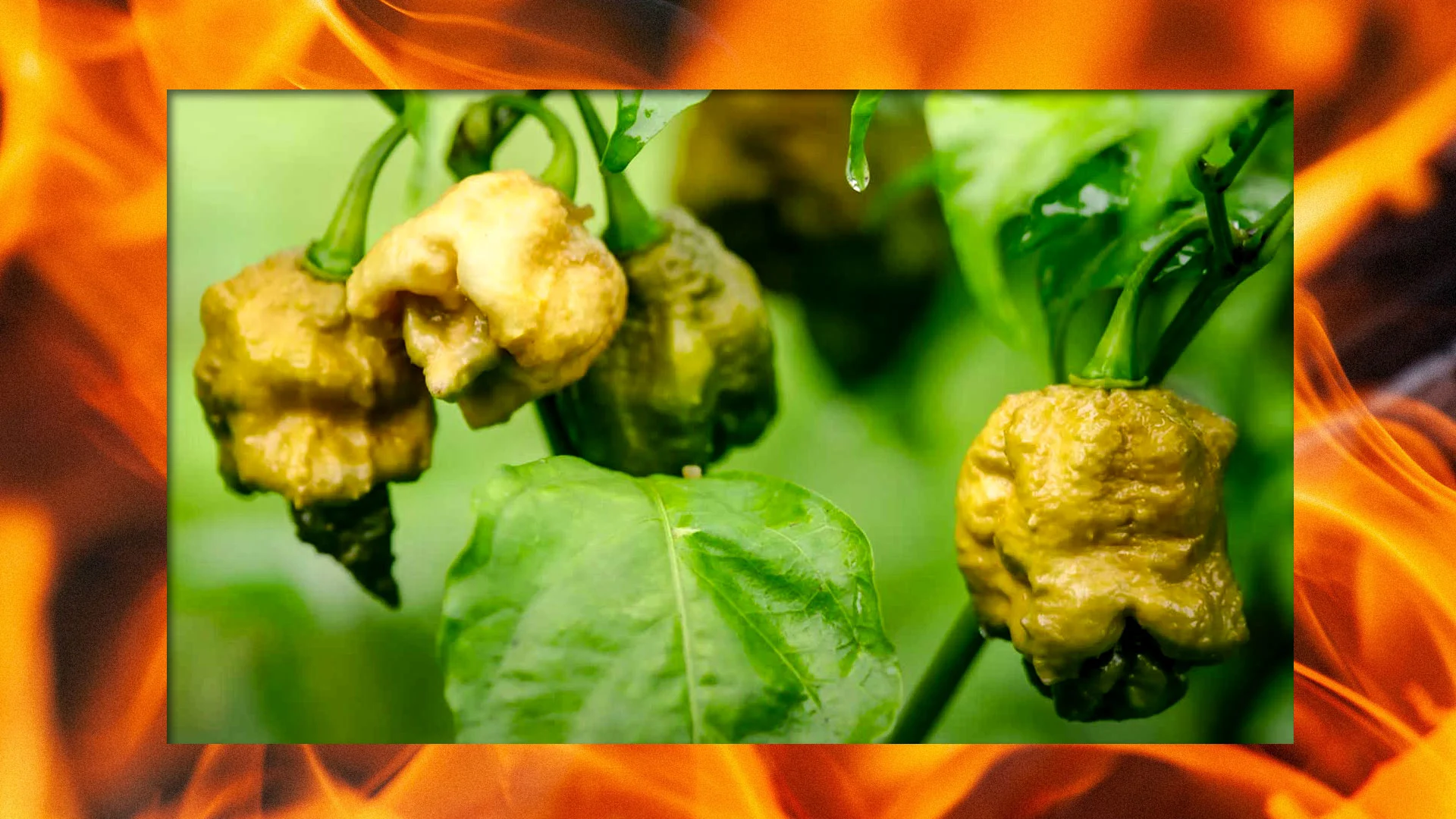 Pepper X: Where to buy hot sauce, seeds of the world's hottest pepper