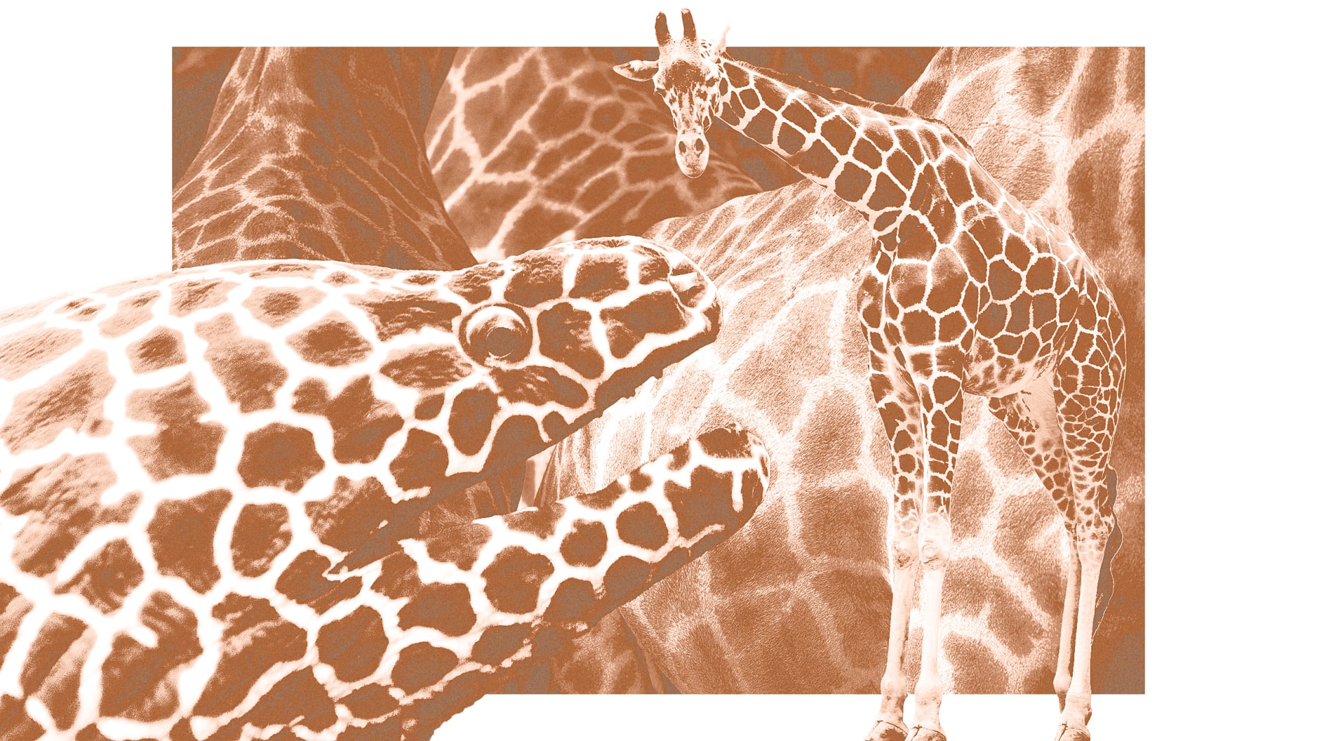 Why do animals have patterns? New research explains