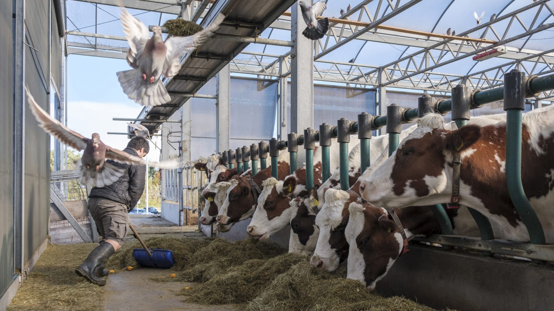 Why this dairy farm is floating in the Rotterdam harbor