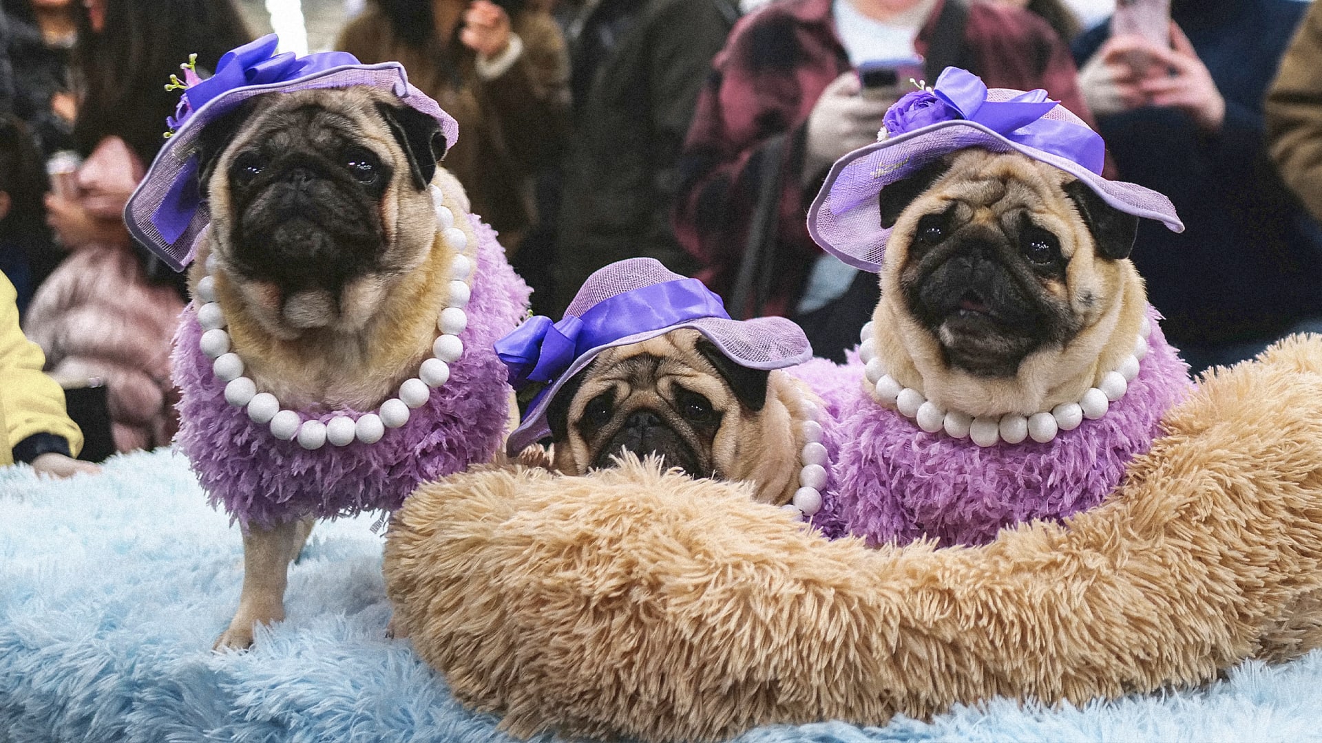1,000 dogs just gathered to meet and greet New Yorkers. Their poop was ...