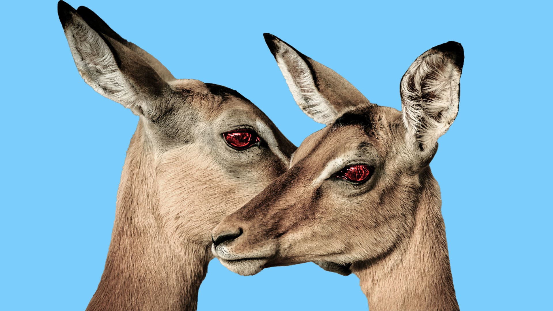 Should you be afraid of zombie deer disease? Here’s what to know