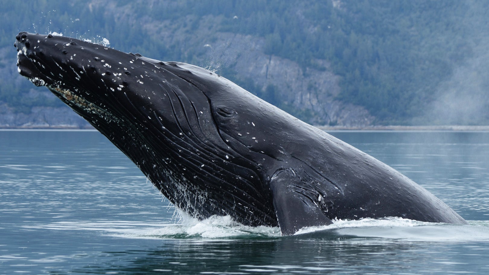 Inside a massive AI project that found 7,000 whale deaths over 9 years