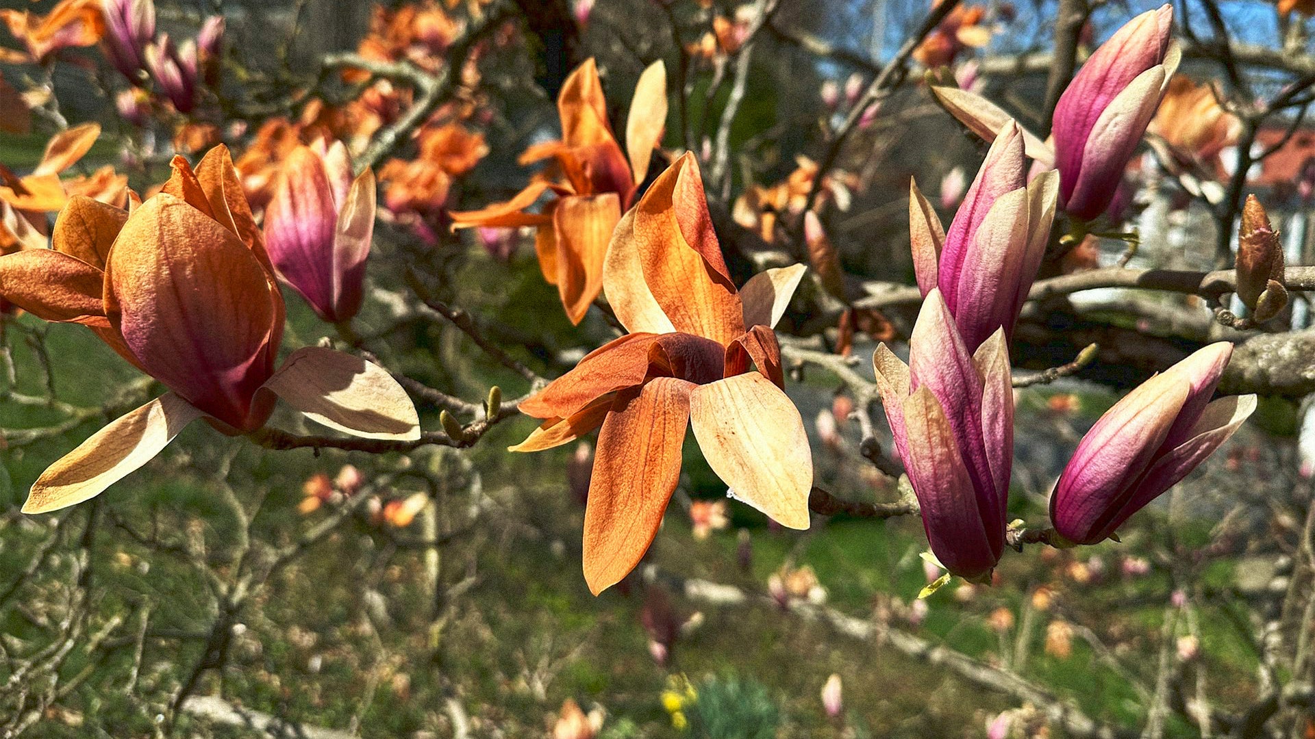 Adjusting spring gardening and landscaping projects to climate change