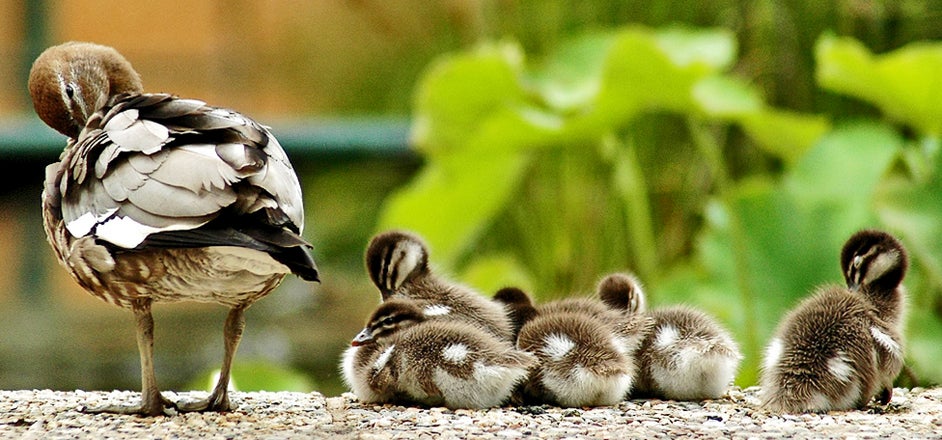 Don't Innovate, Imitate - Fast Company