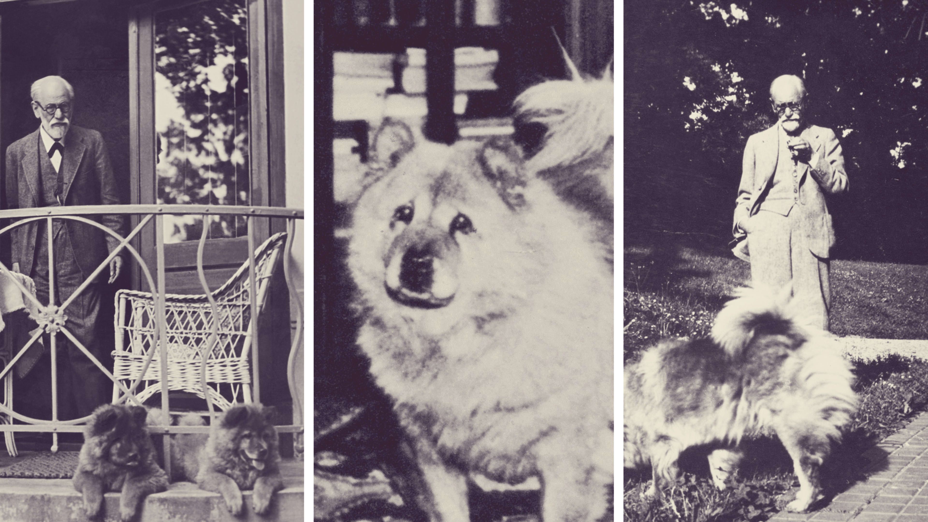 Dog Complex: Analyzing Freud's Relationship With His Pets - Fast Company