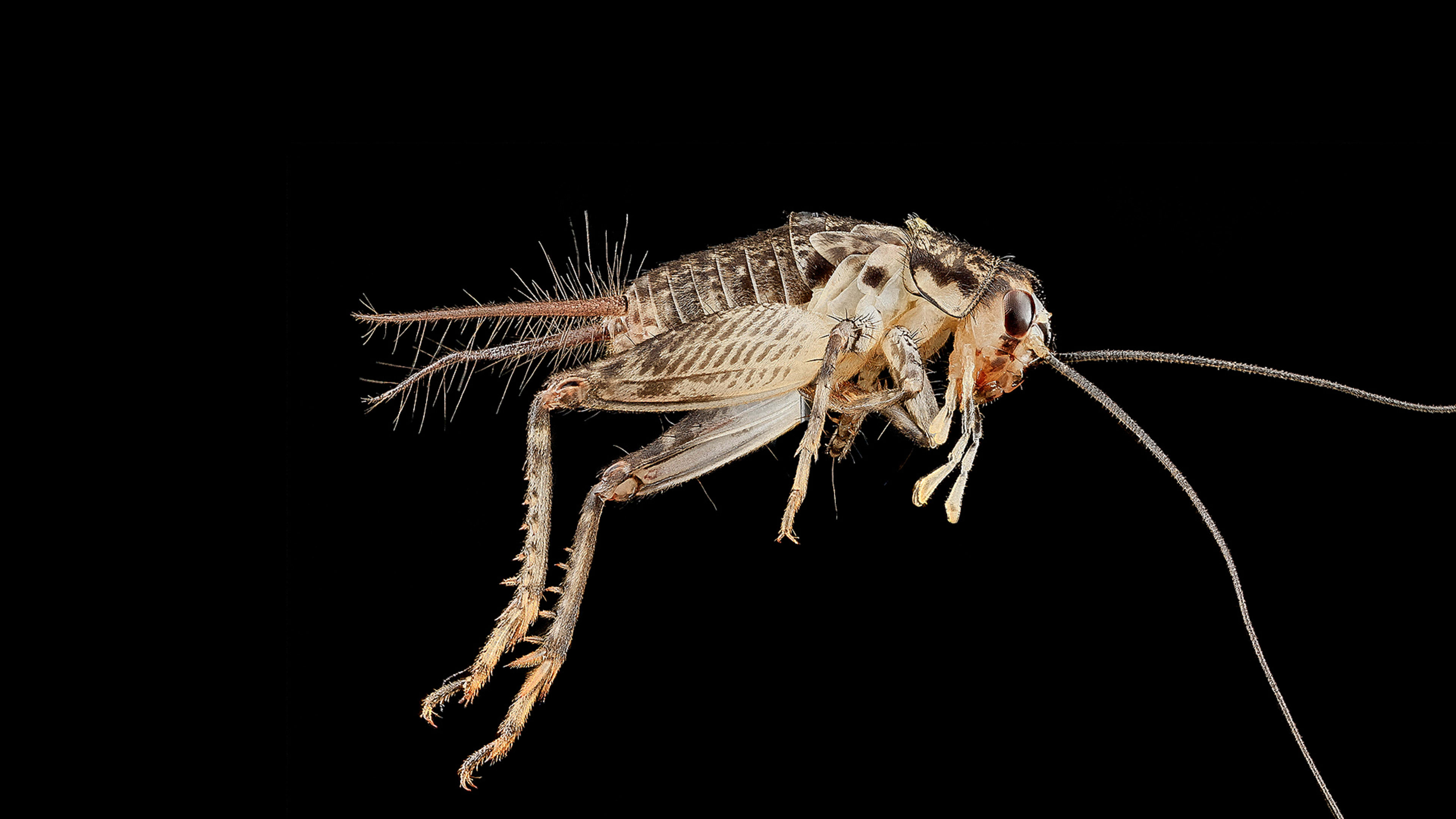 This Startup Is Building A Model For The First High-Tech Cricket Farm ...