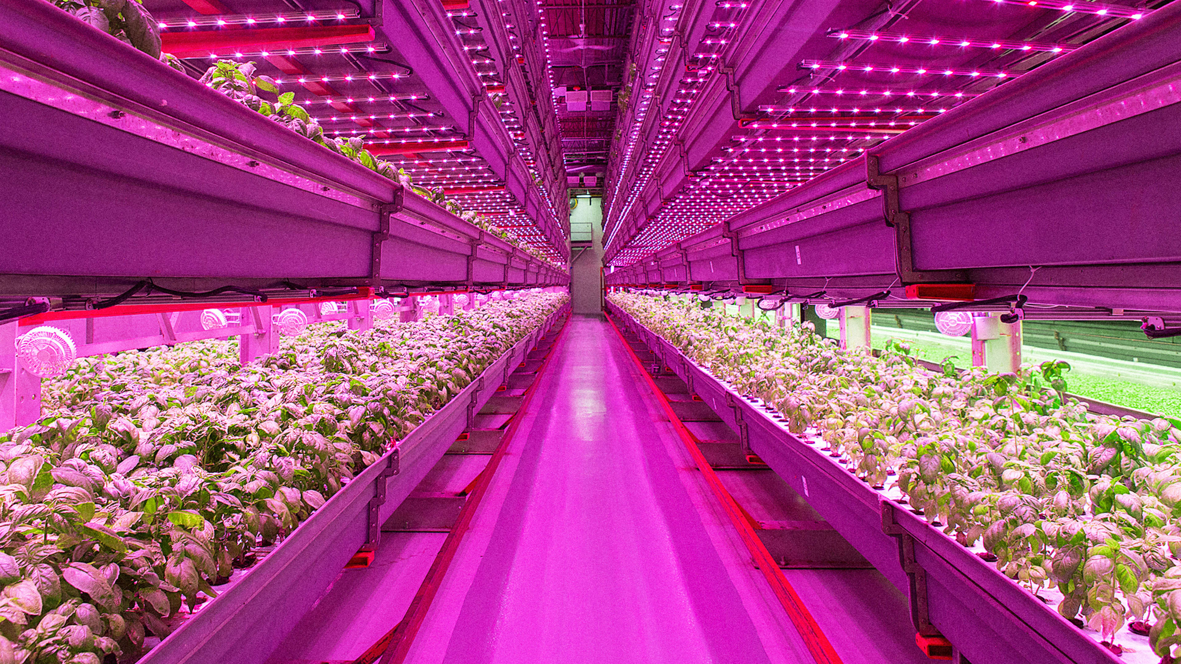Why Chicago Is Becoming The Country’s Urban Farming Capital - Fast Company