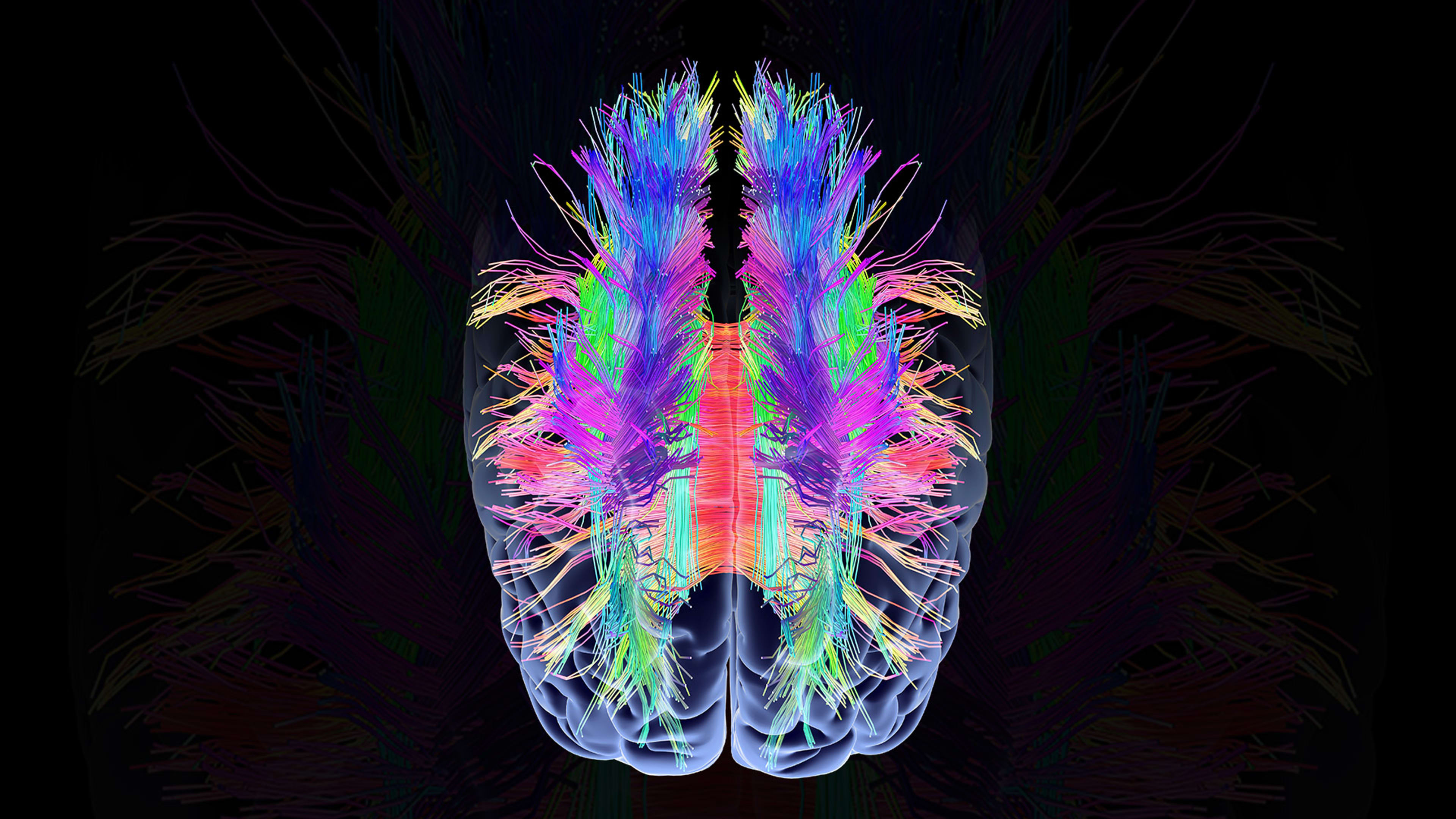 Want To Know What Your Brain Does When It Hears A Question? - Fast Company