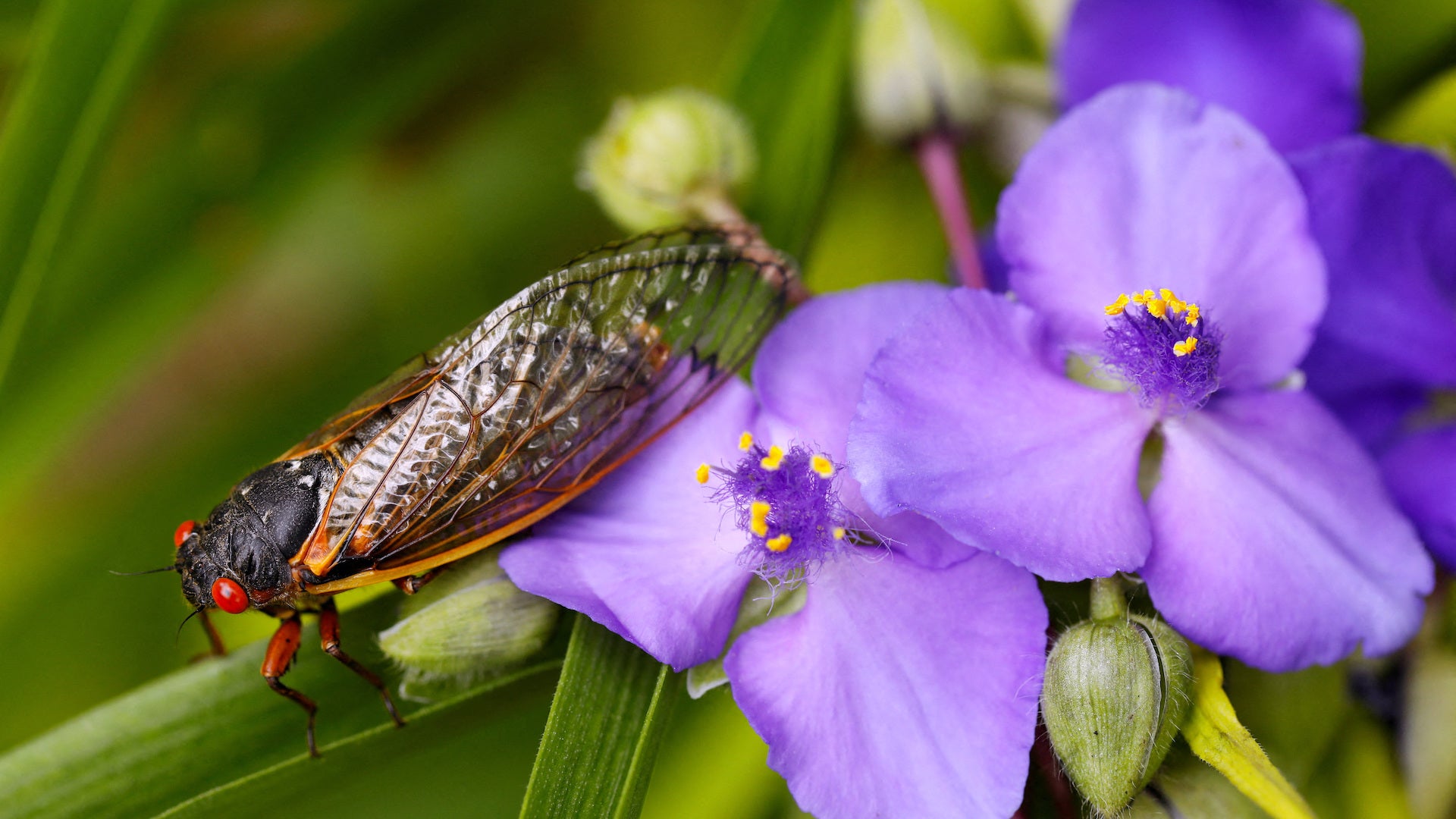 The Midwest and South are about to get buggy as two cicada broods ...