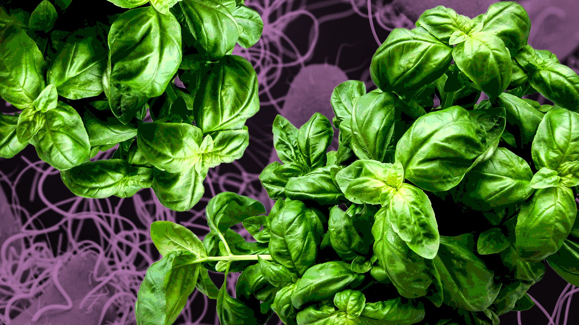 Trader Joe’s recall 2024: Salmonella sickens people, linked to basil ...