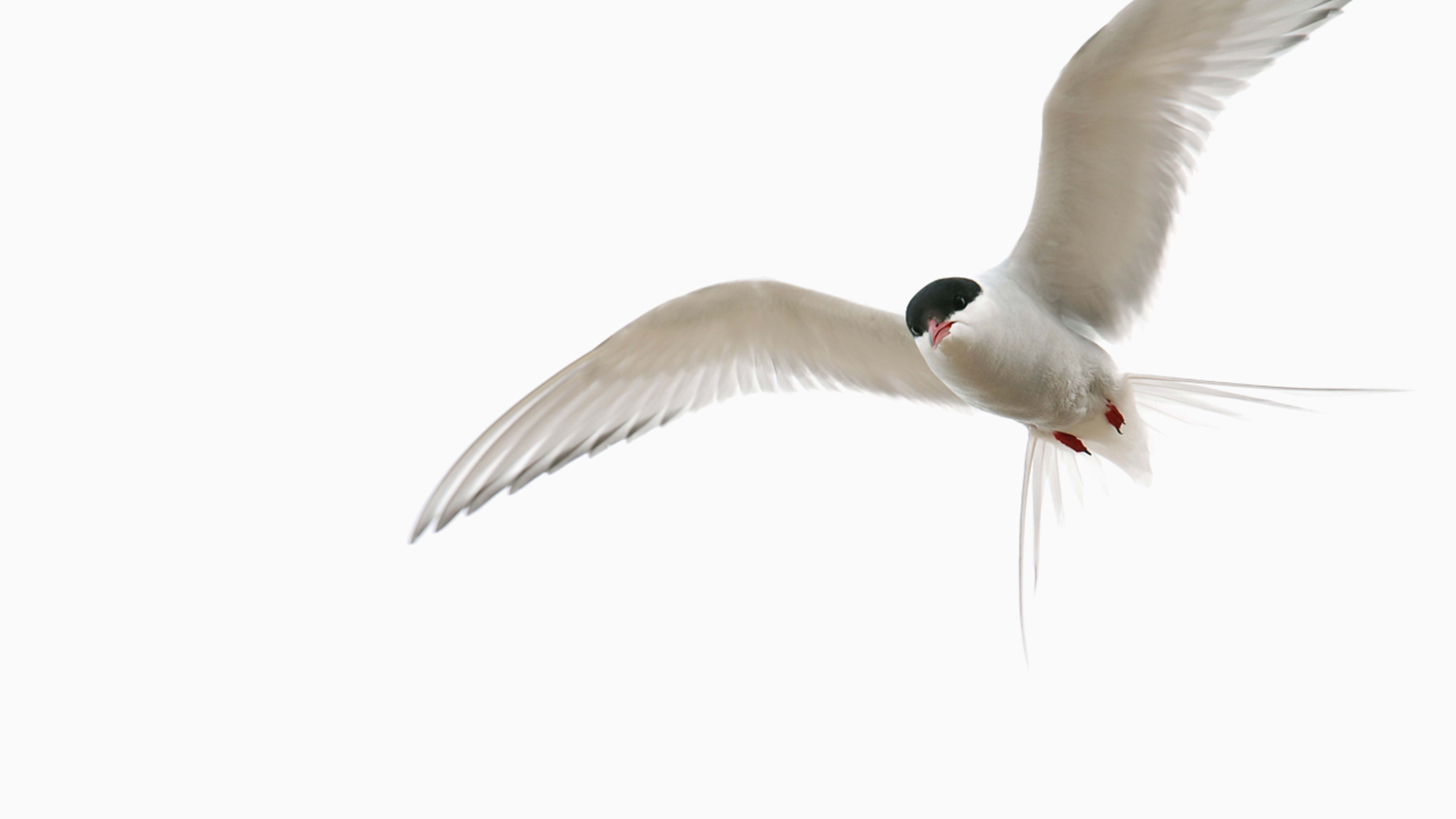 Animated GIFs Map The Wonders Of Bird Migration - Fast Company