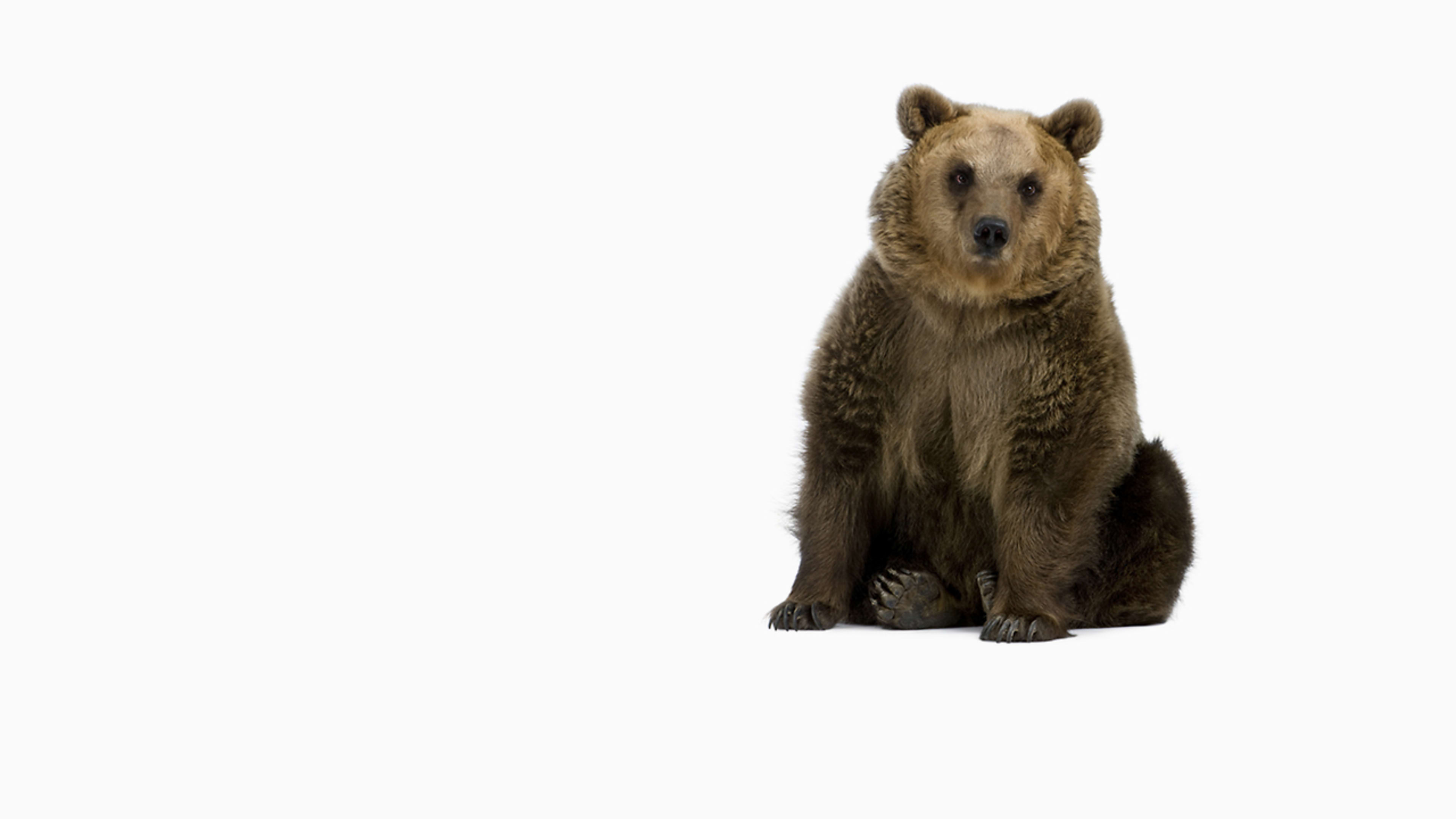 Bear71: A New Type Of iPad Documentary Powered By Infographics - Fast ...